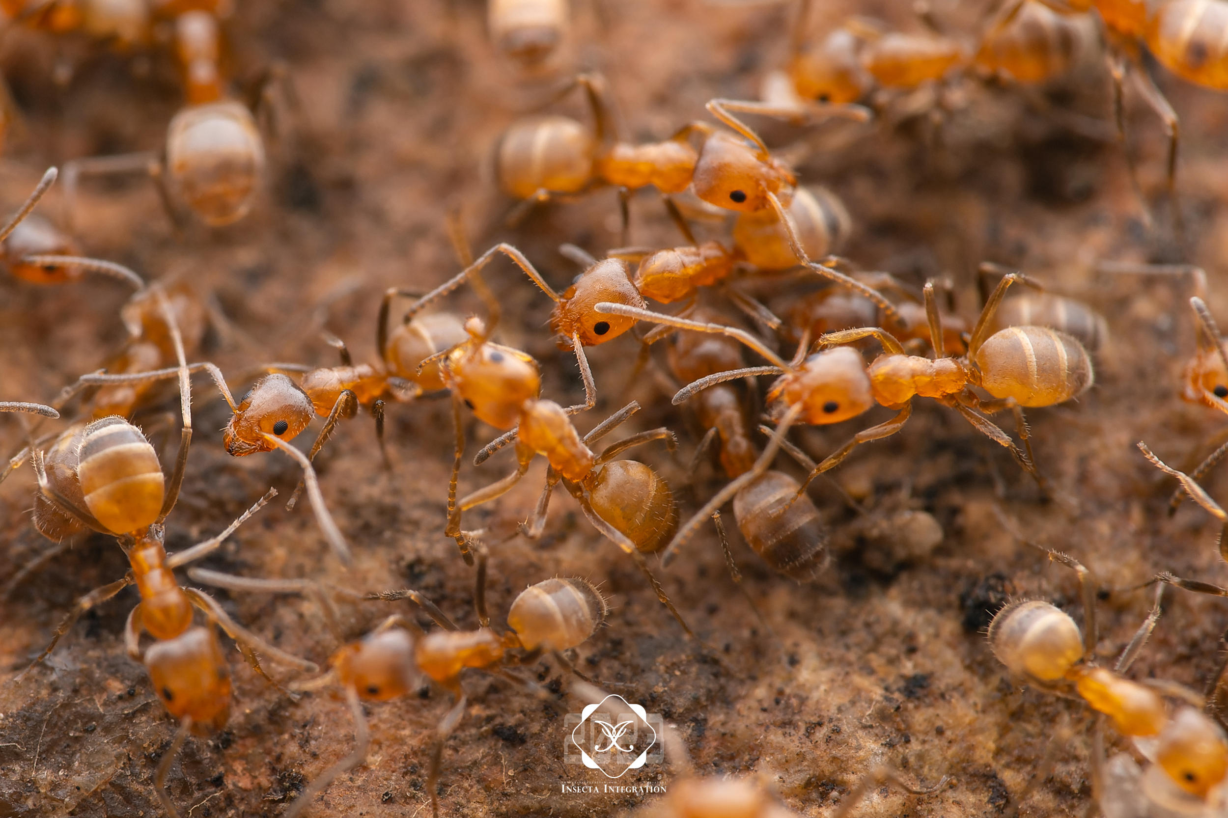 麦氏福臭蚁 Forelius mccooki – IISDW