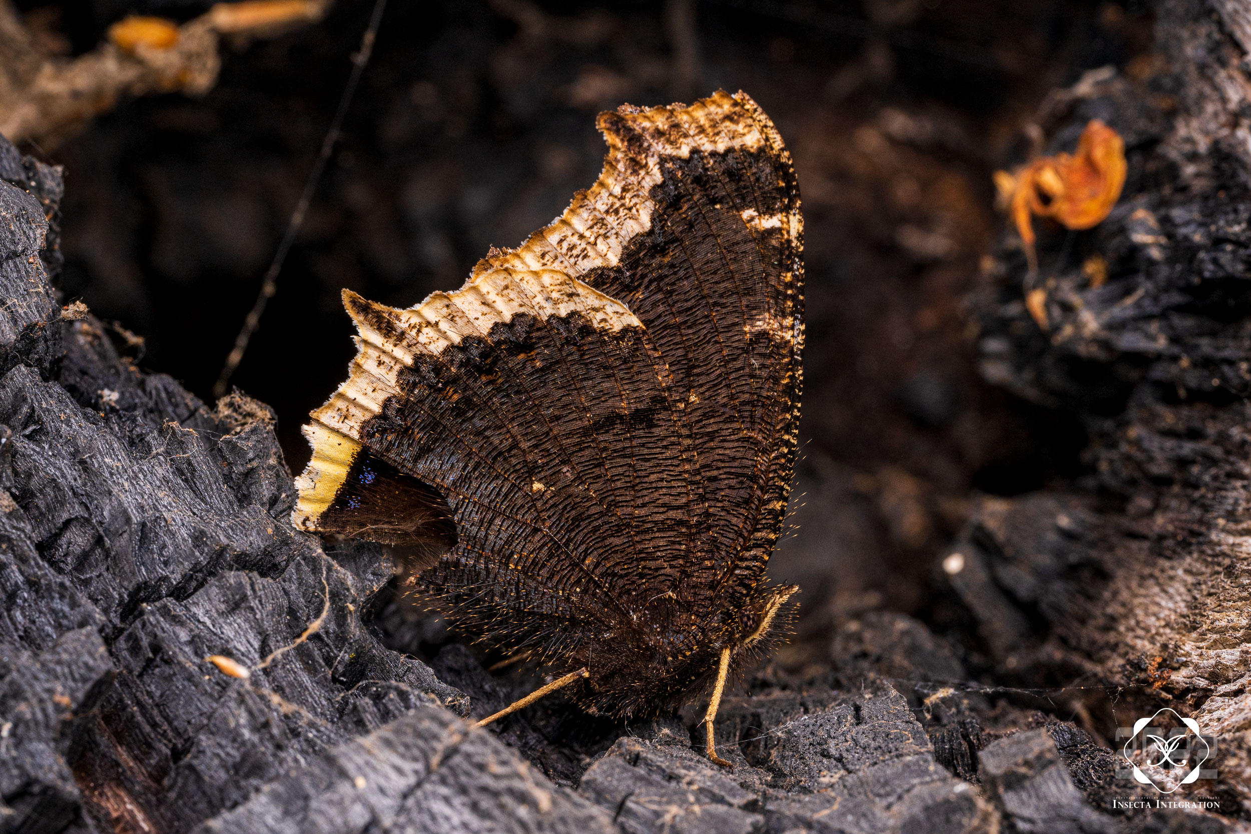 黄缘蛱蝶 Nymphalis antiopa – IISDW