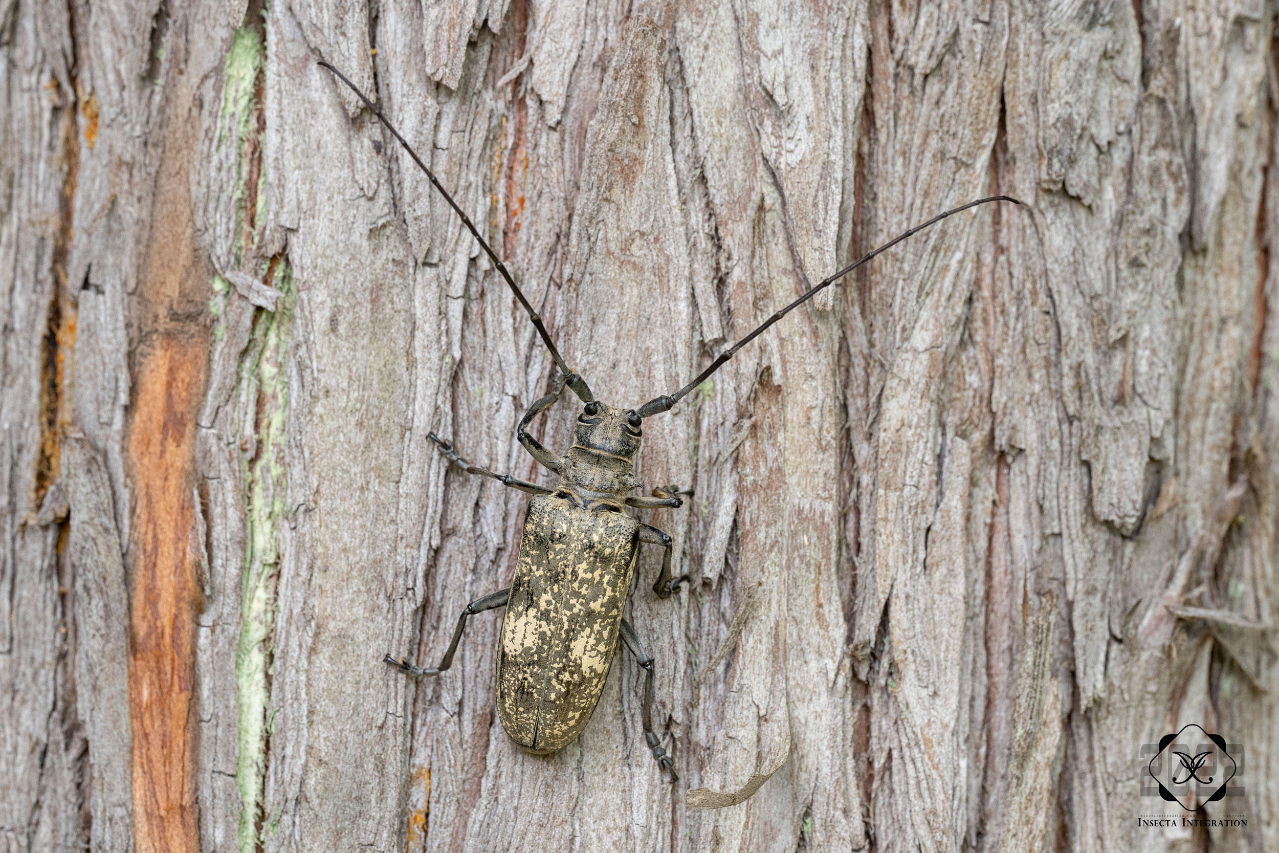 侎天牛属 Meges – IISDW