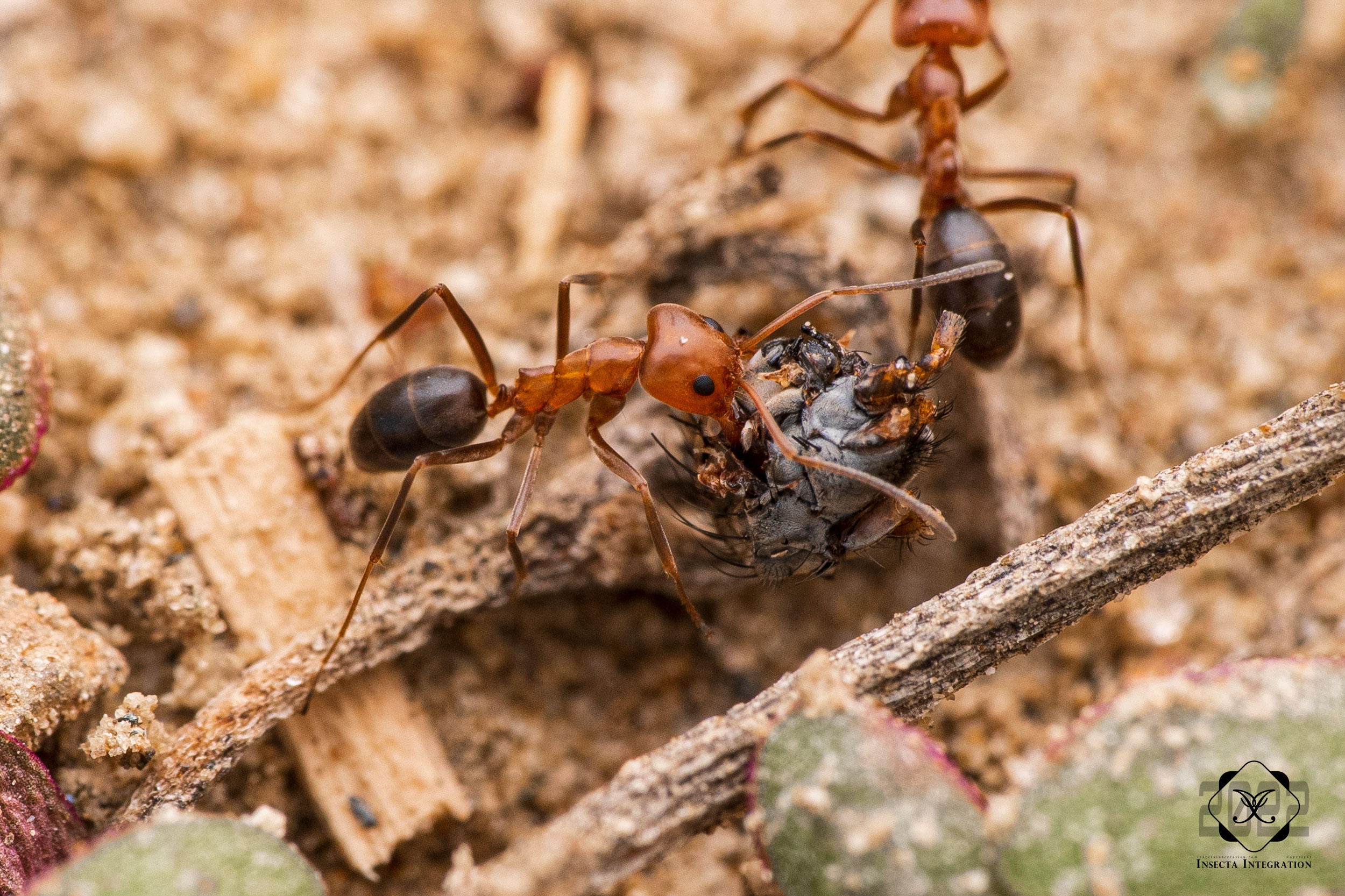 双色锥臭蚁 Dorymyrmex bicolor – IISDW