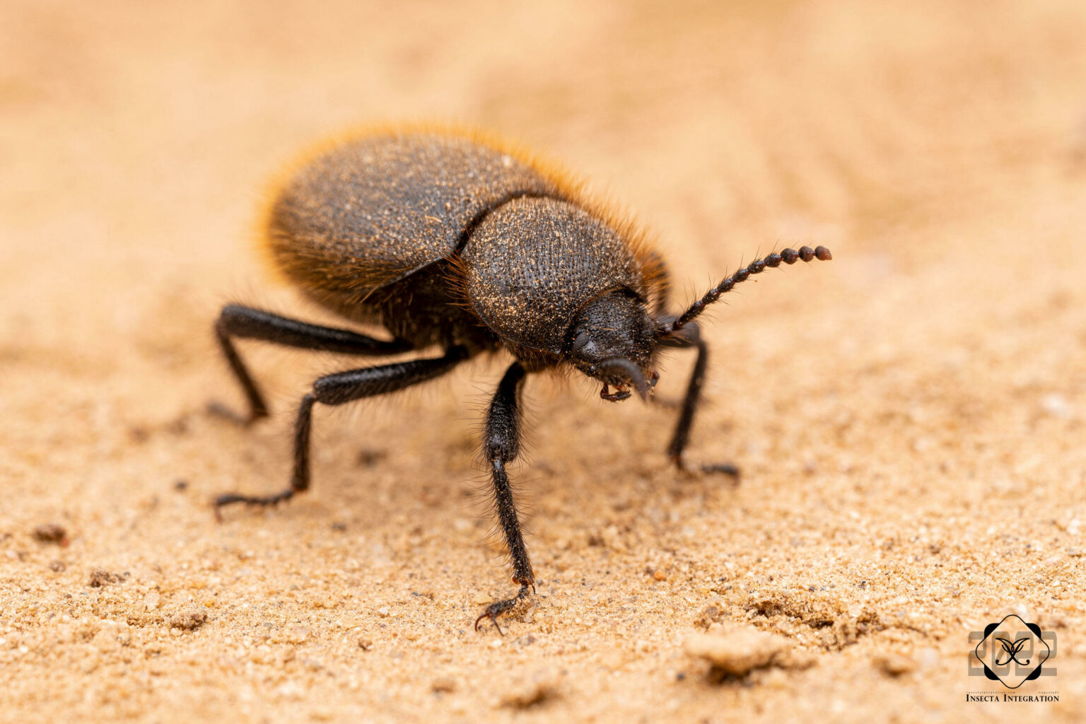 拟步甲科 Tenebrionidae – IISDW