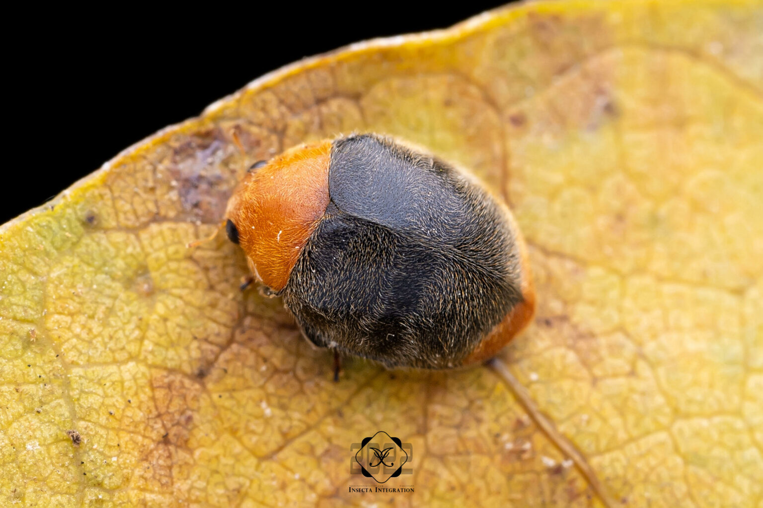 隐唇瓢虫属 Cryptolaemus – IISDW