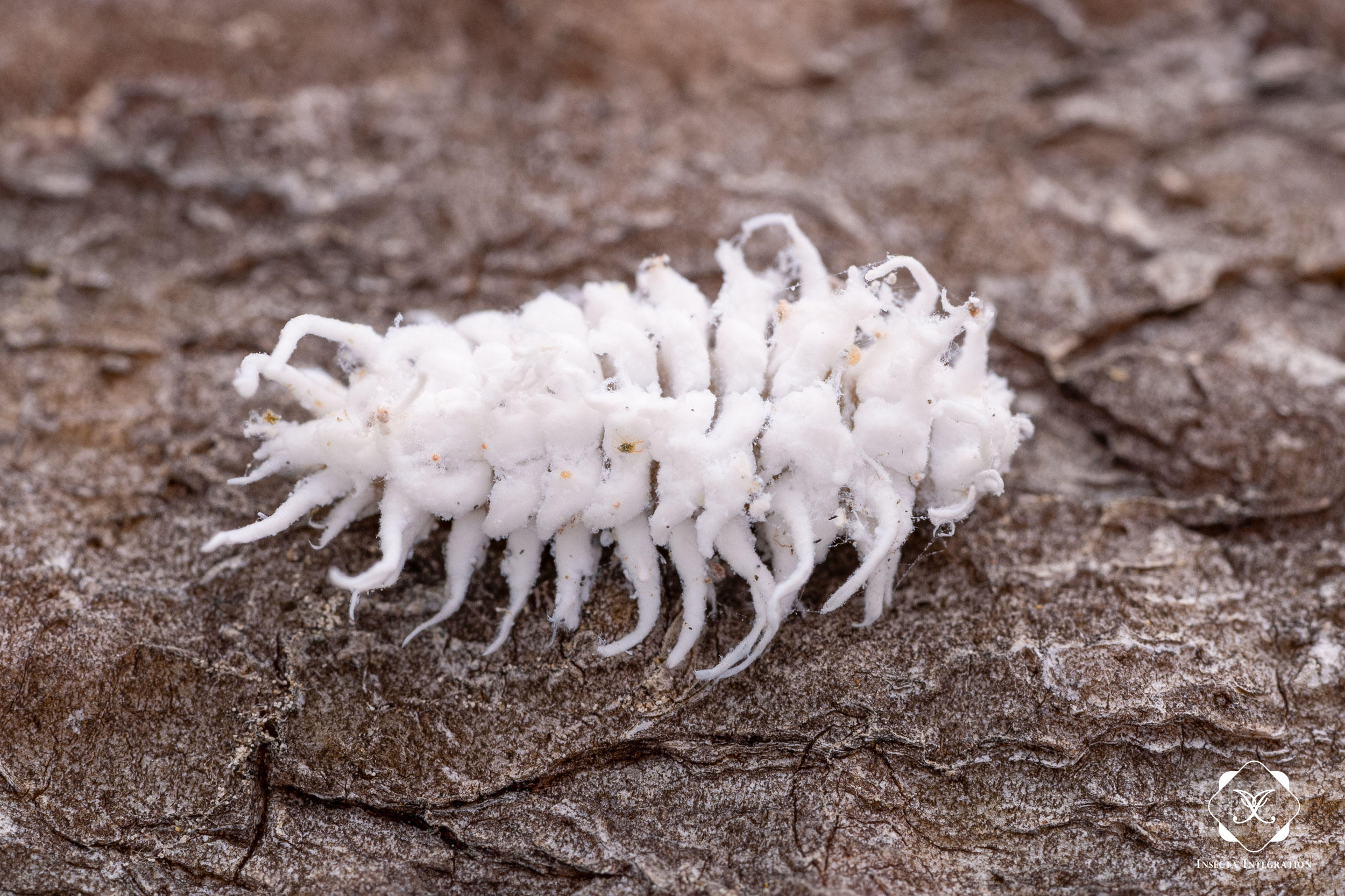 孟氏隐唇瓢虫 Cryptolaemus montrouzieri – IISDW