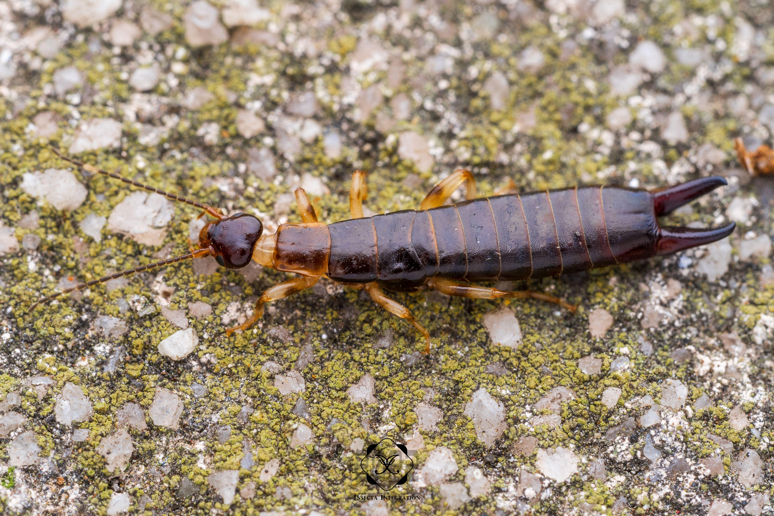 环纹小肥螋 Euborellia annulipes – IISDW