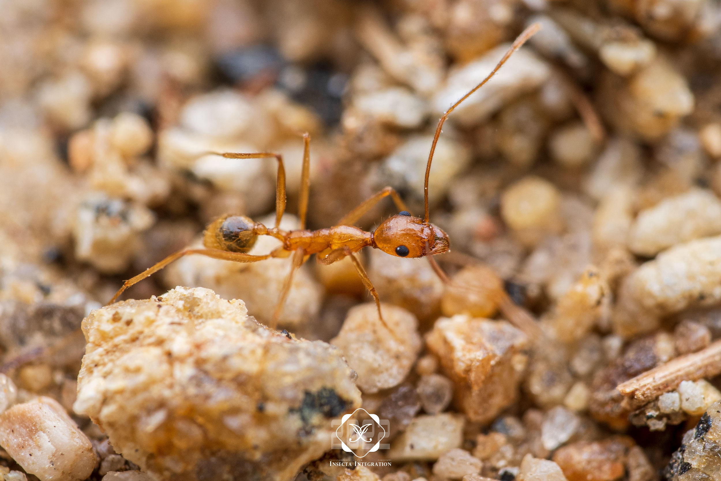 窄颈大头蚁 Pheidole vistana – IISDW