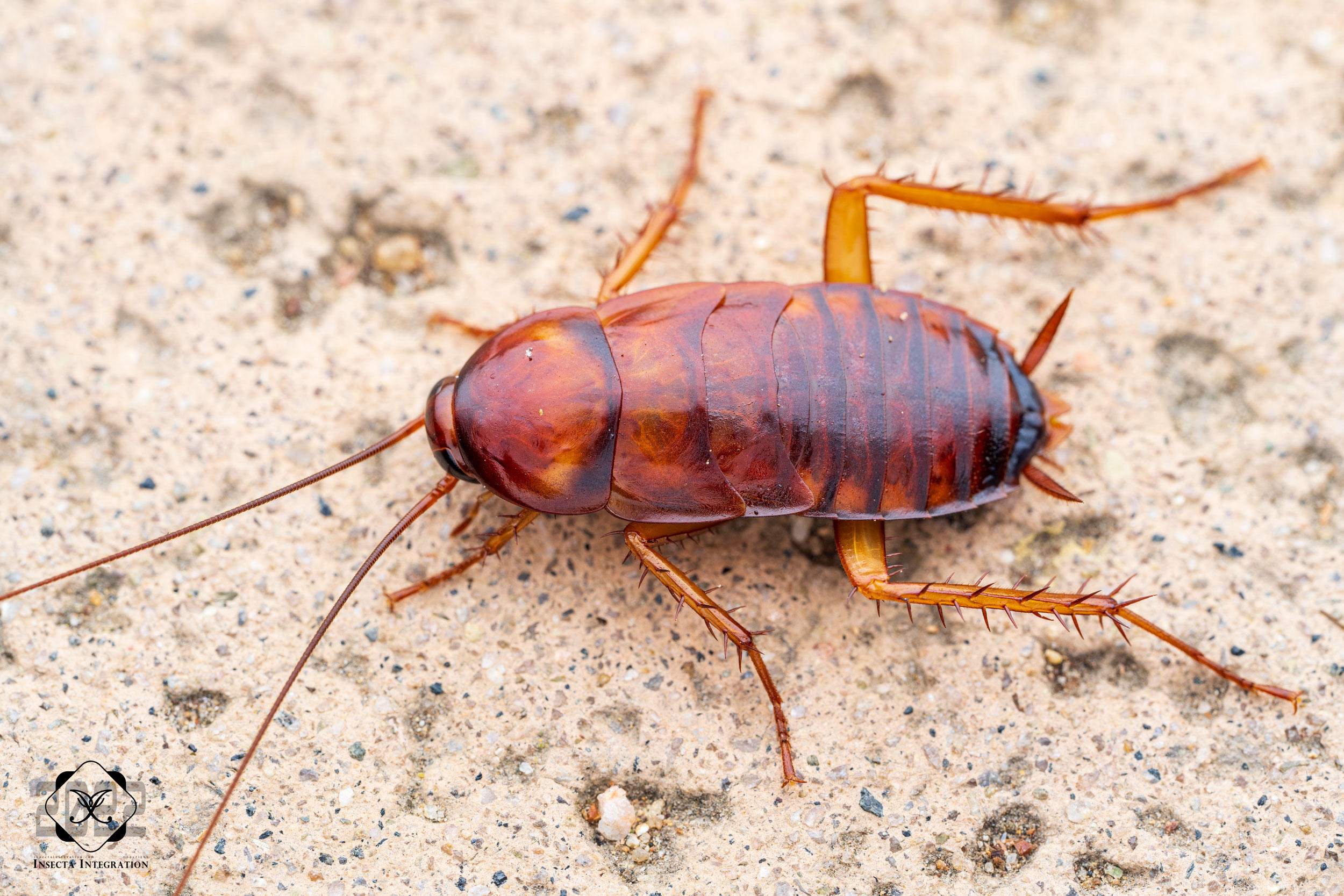 美洲大蠊 Periplaneta americana – IISDW