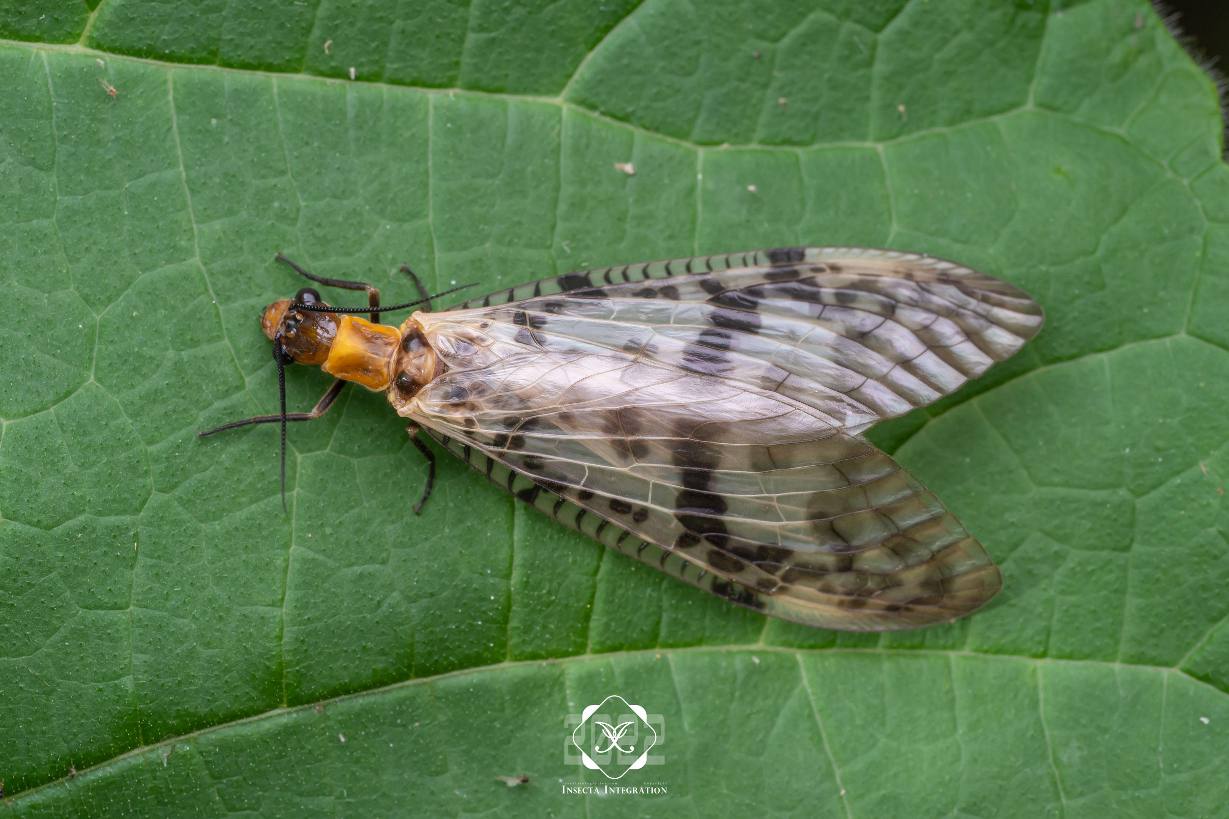 中华斑鱼蛉 Neochauliodes sinensis – IISDW