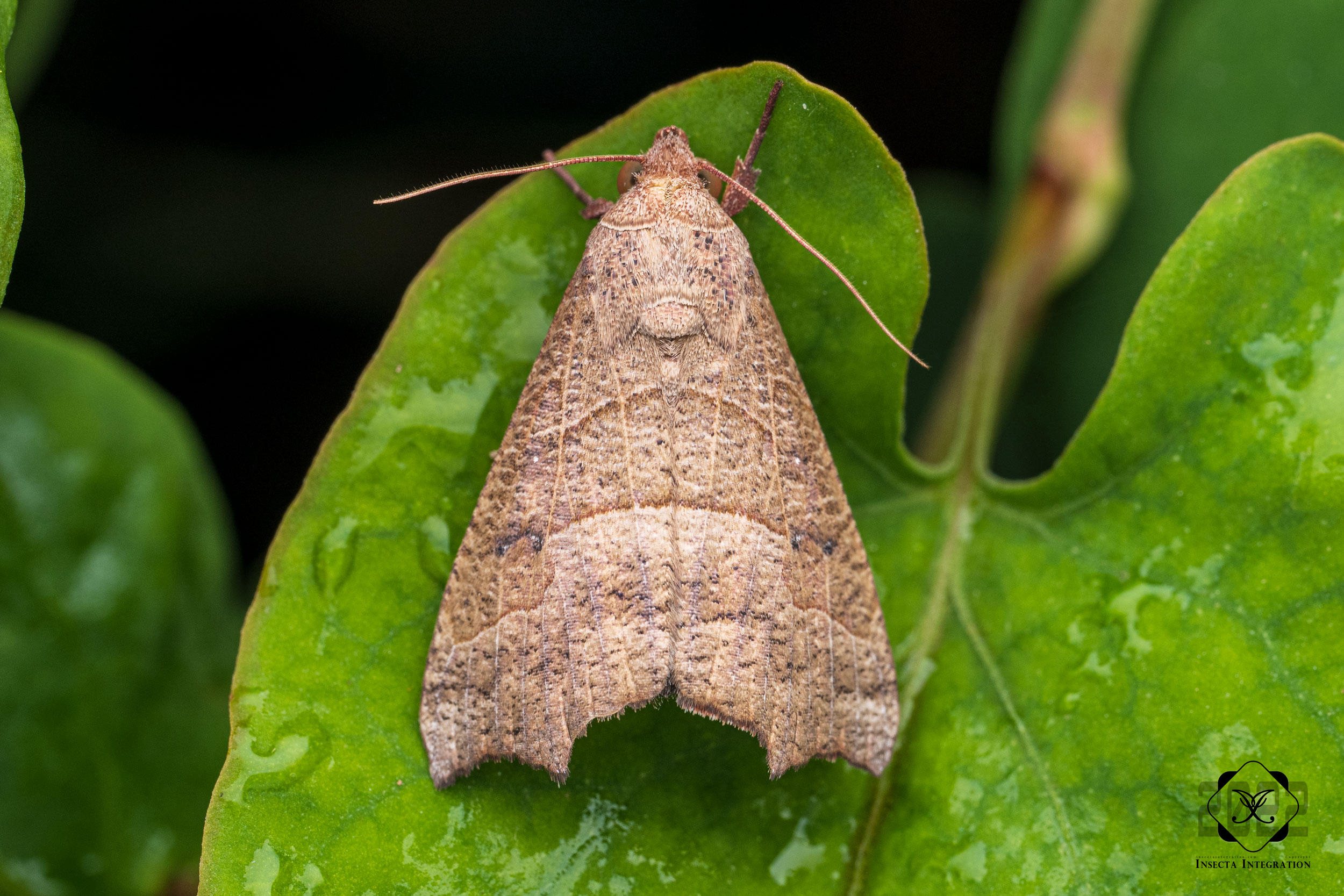 IISDW – Insecta Integration Specimen Database Website