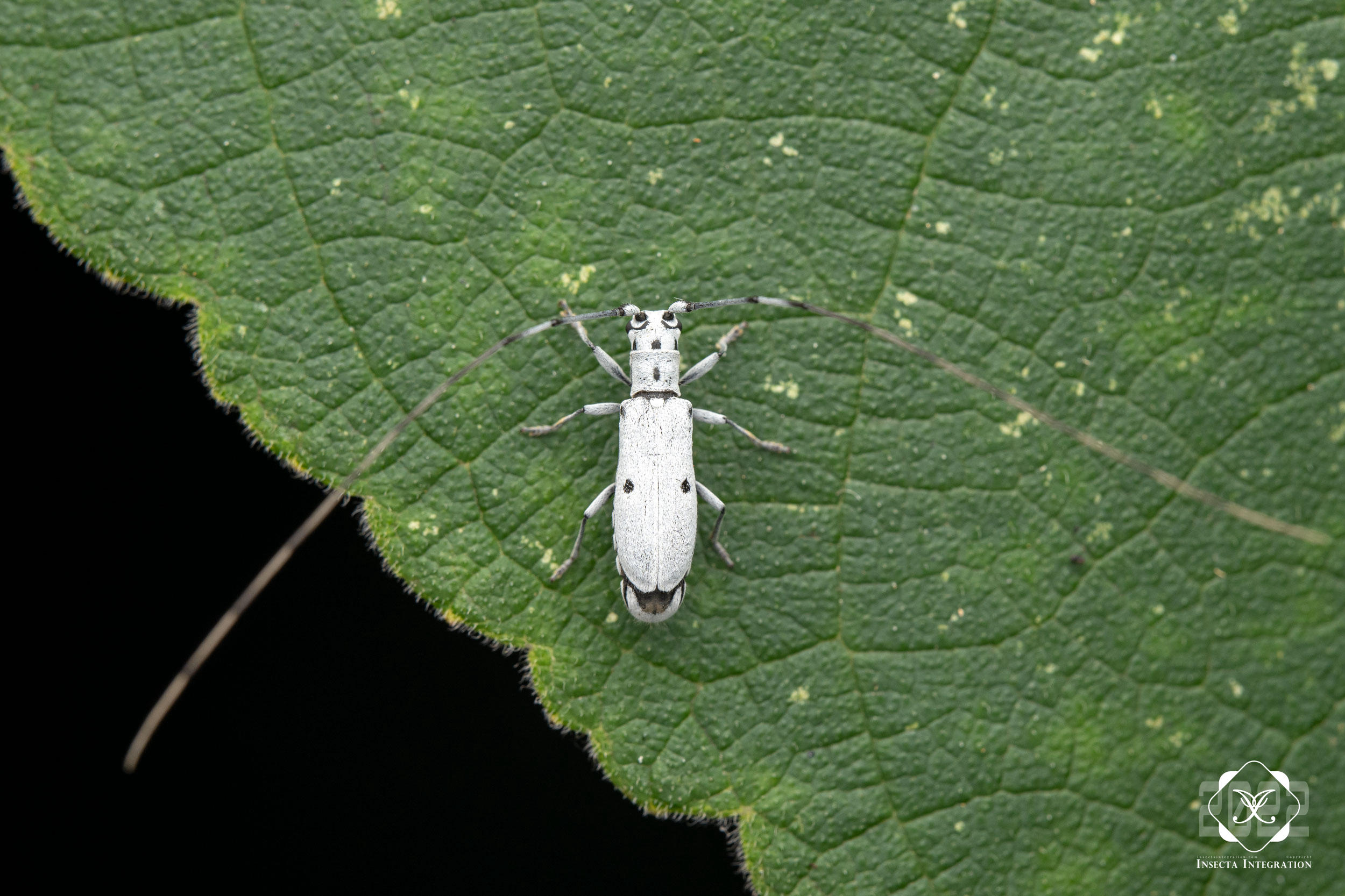 二点小粉天牛 Microlenecamptus obsoletus – IISDW