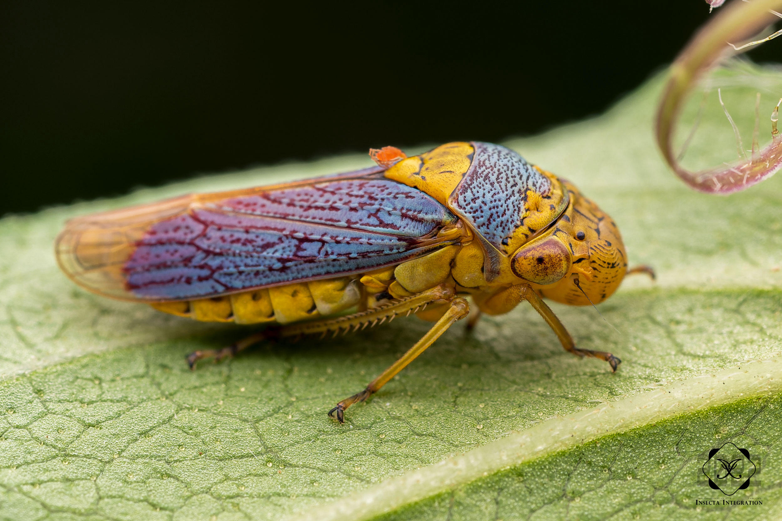 叶蝉科 Cicadellidae – IISDW