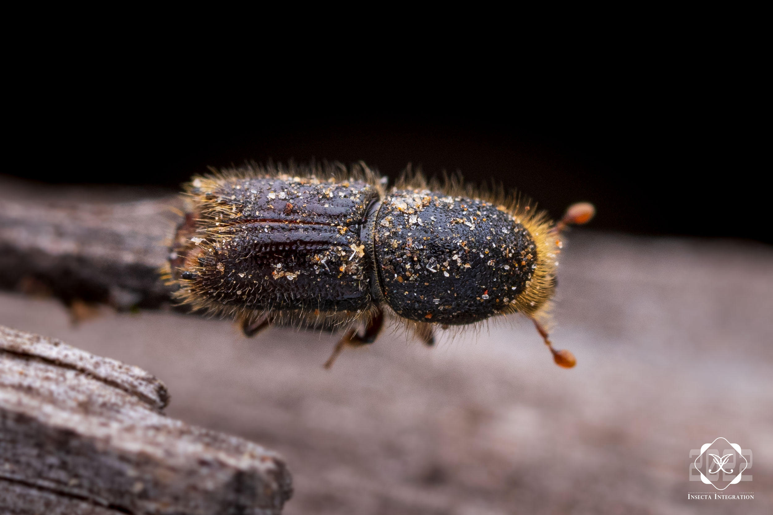 齿小蠹属 Ips – IISDW