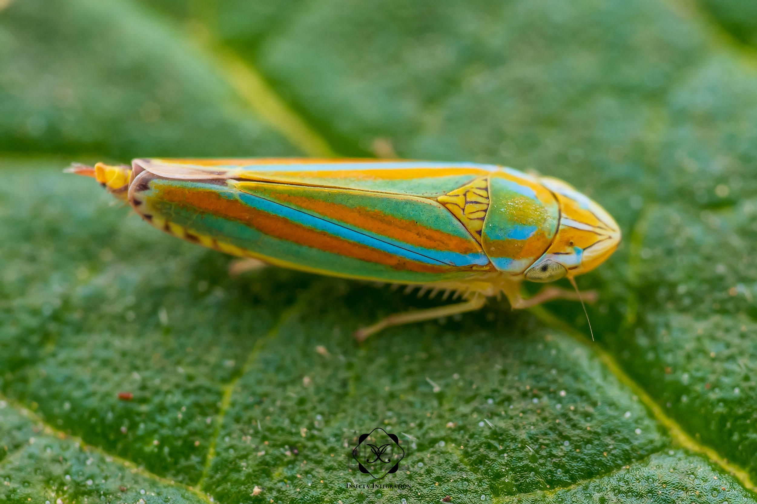 叶蝉科 Cicadellidae – IISDW
