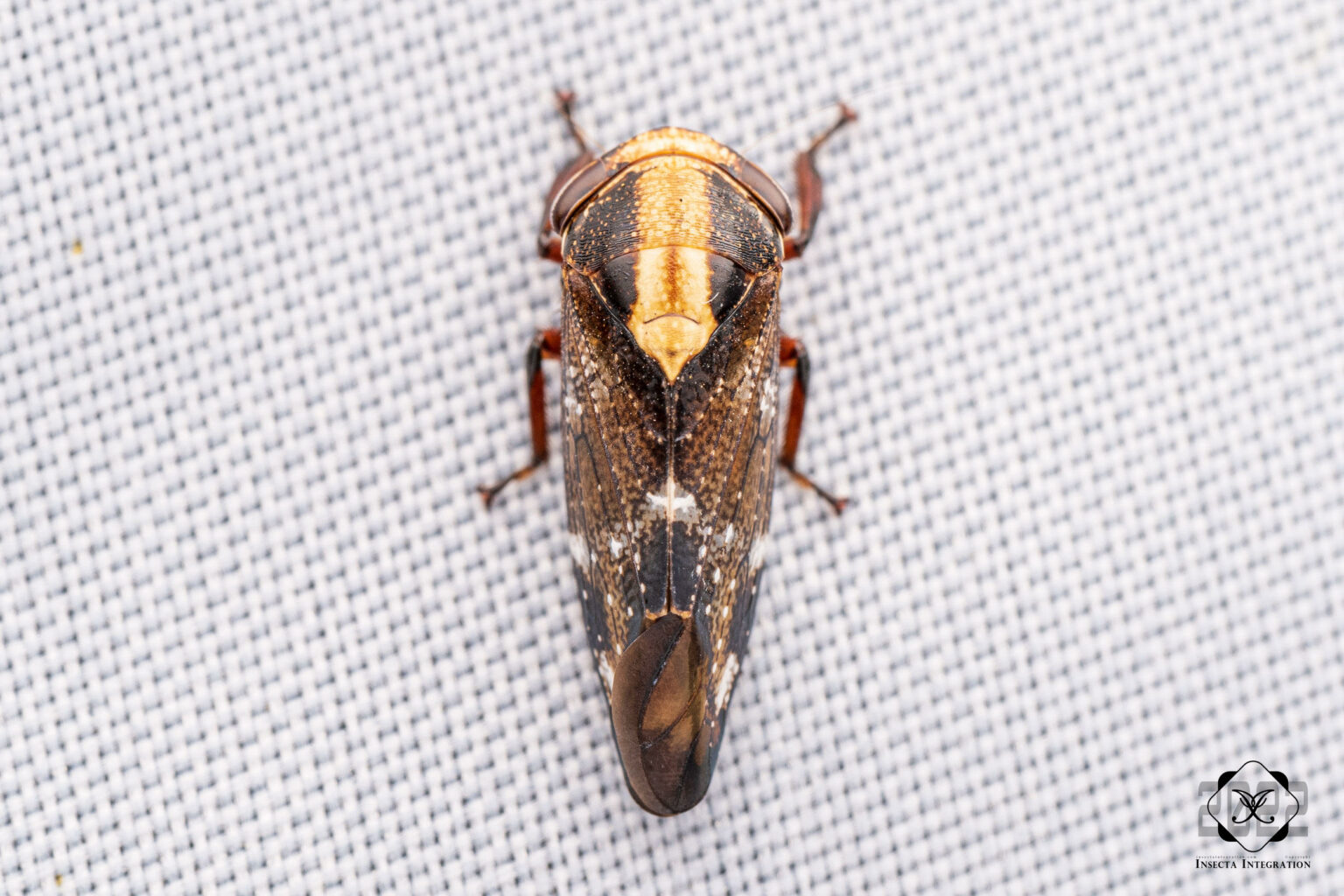 Palaearctic Realm (古北界) – IISDW