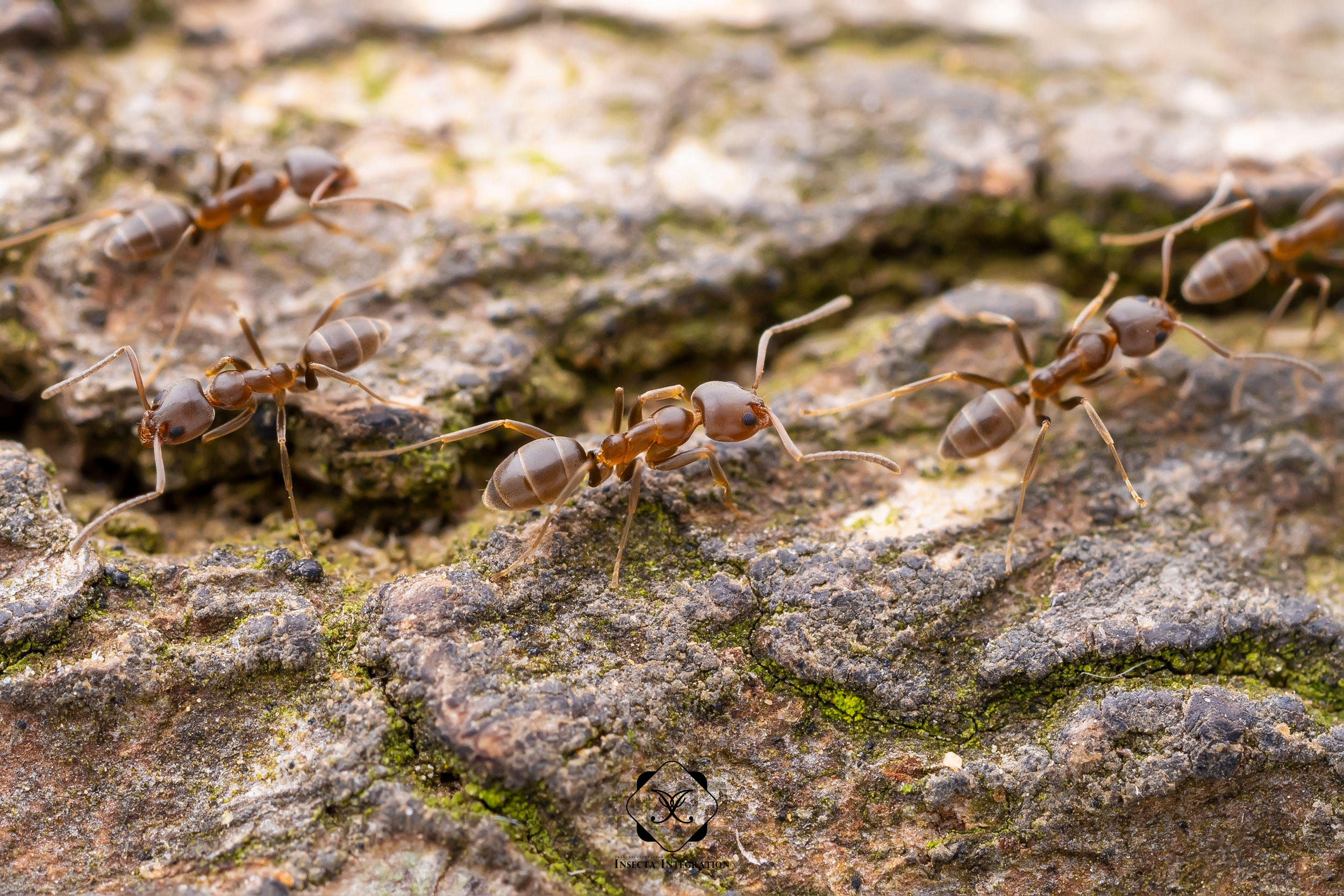 小麻臭蚁 Linepithema humile – IISDW