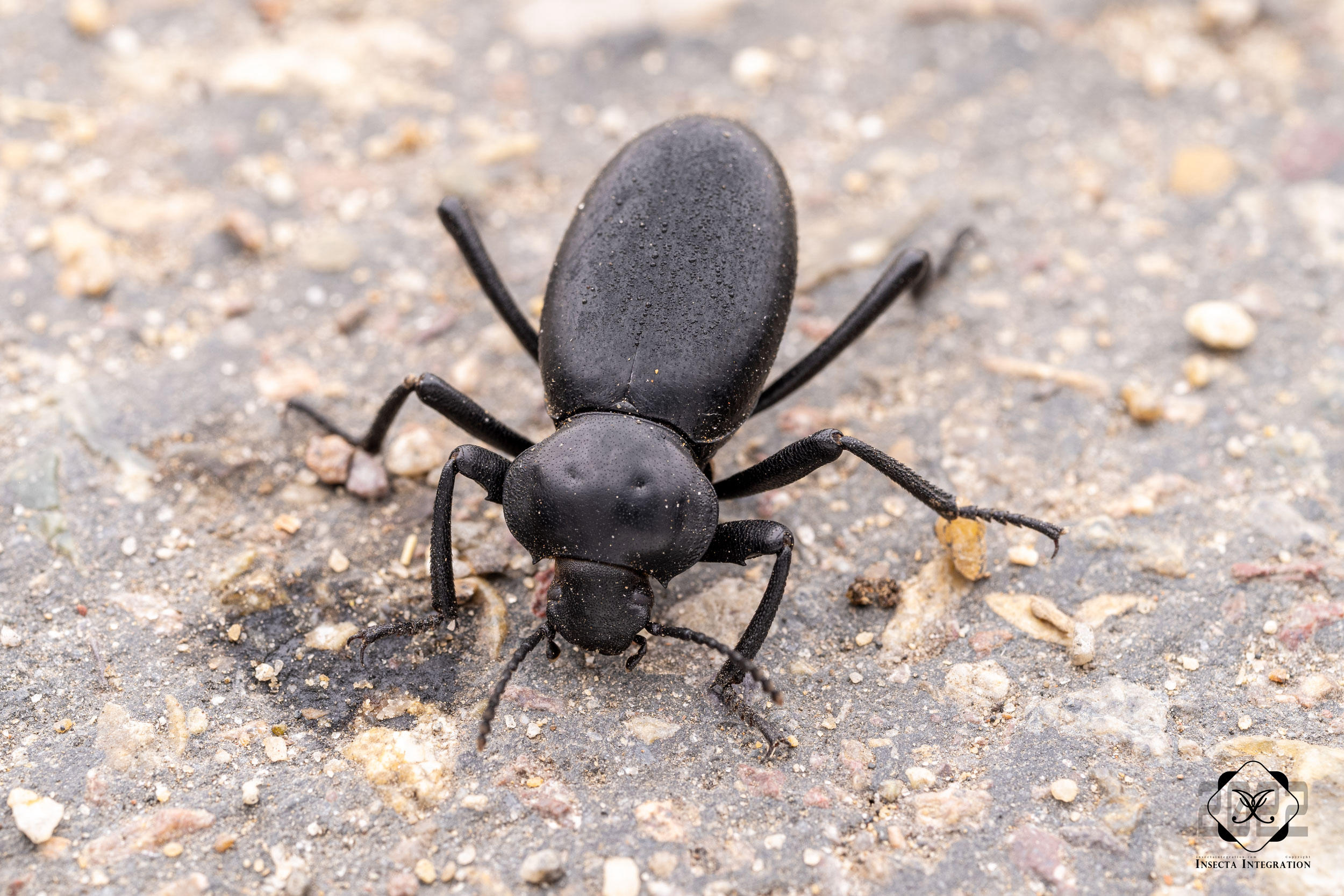 尖尾亮甲 Eleodes acuticauda – IISDW