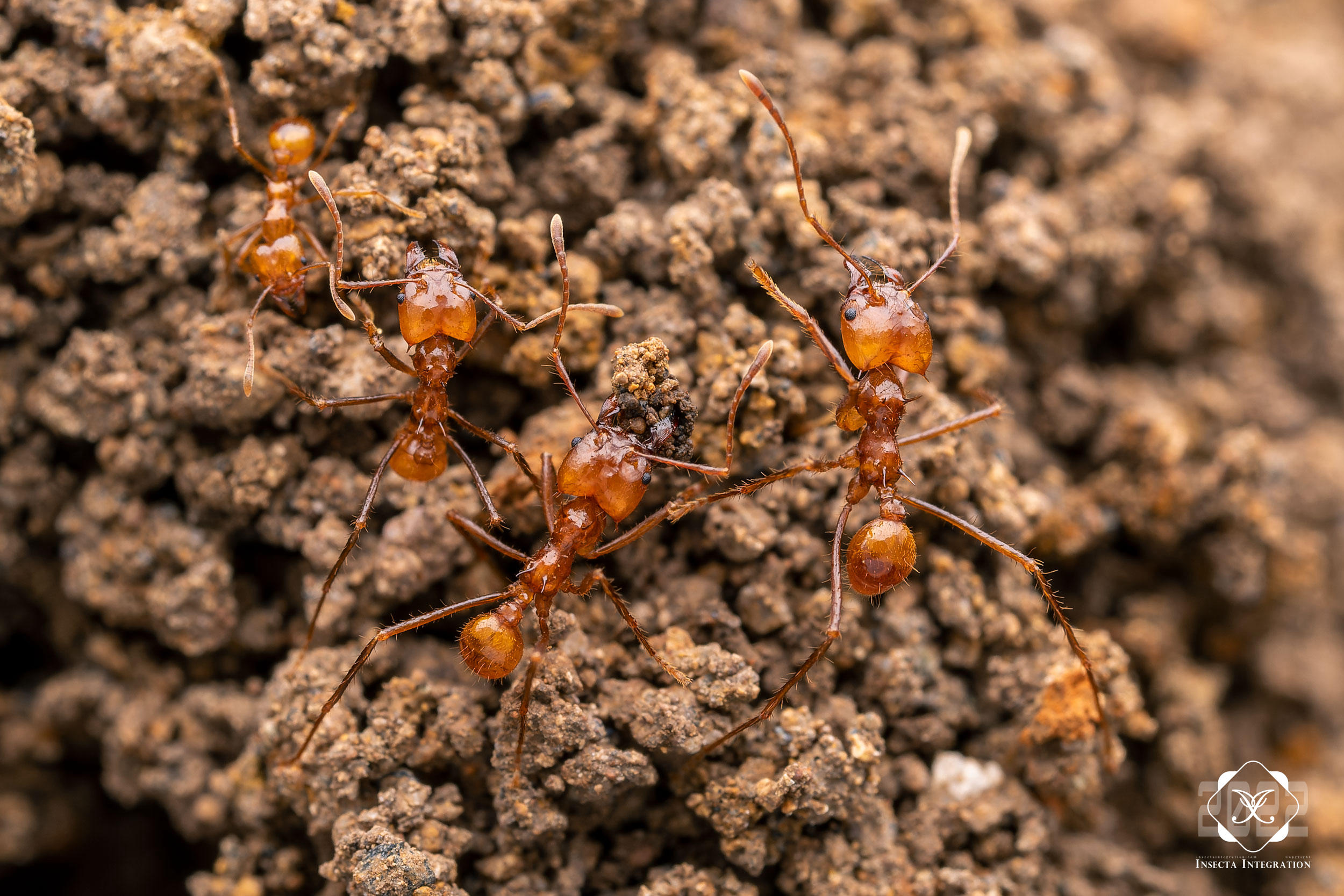 巨首芭切叶蚁 Atta cephalotes – IISDW