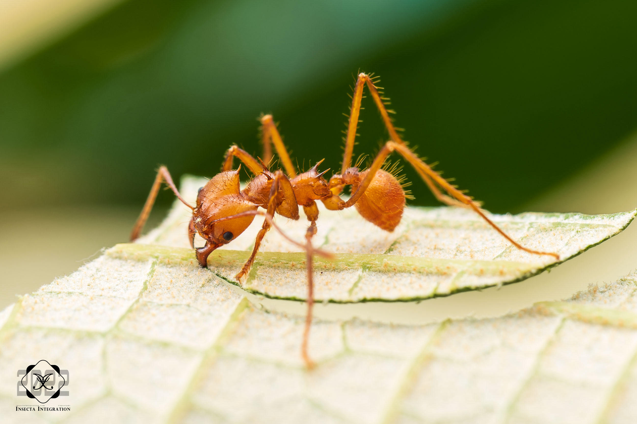 巨首芭切叶蚁 Atta cephalotes – IISDW