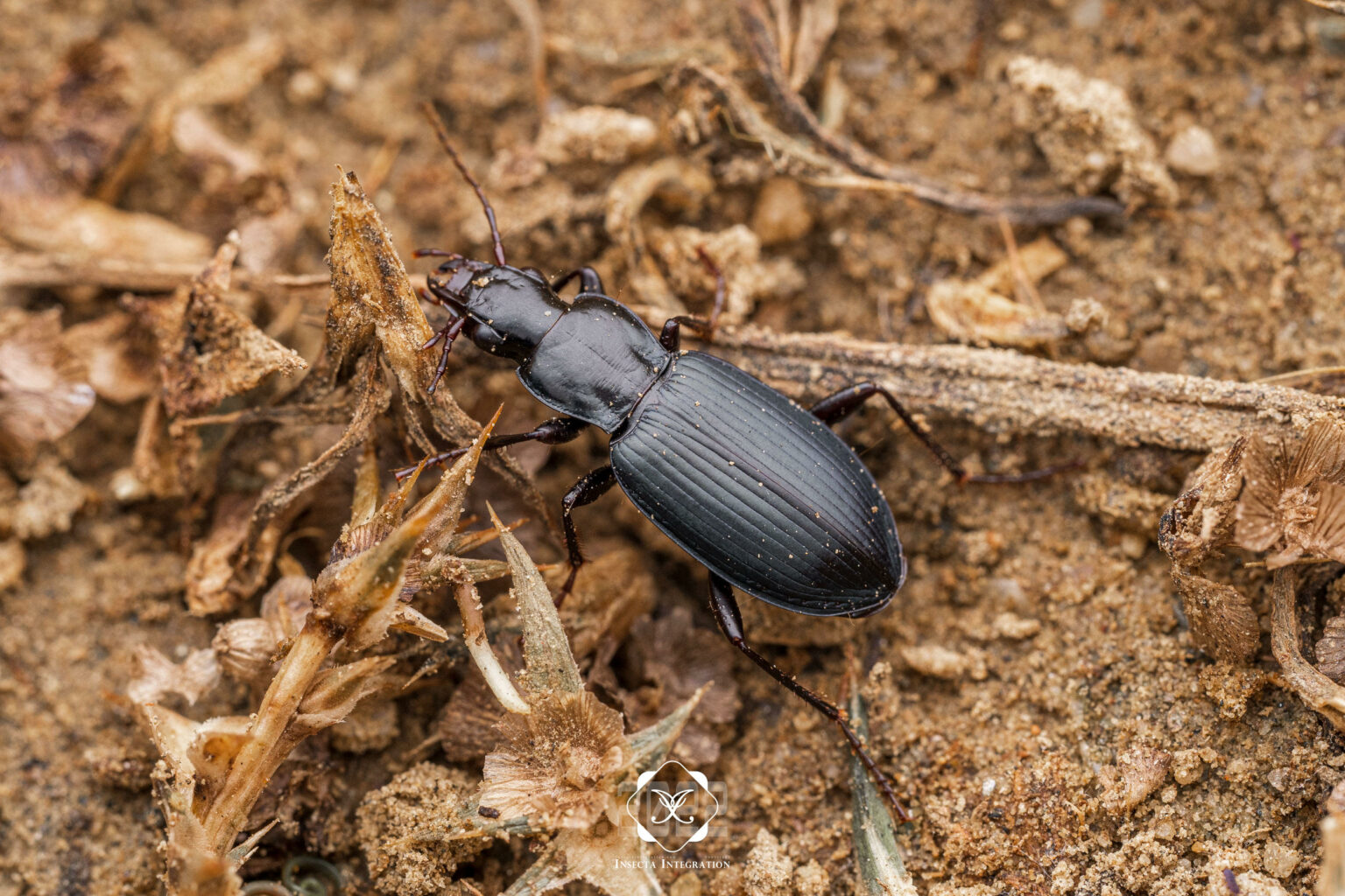 Palaearctic Realm (古北界) – IISDW