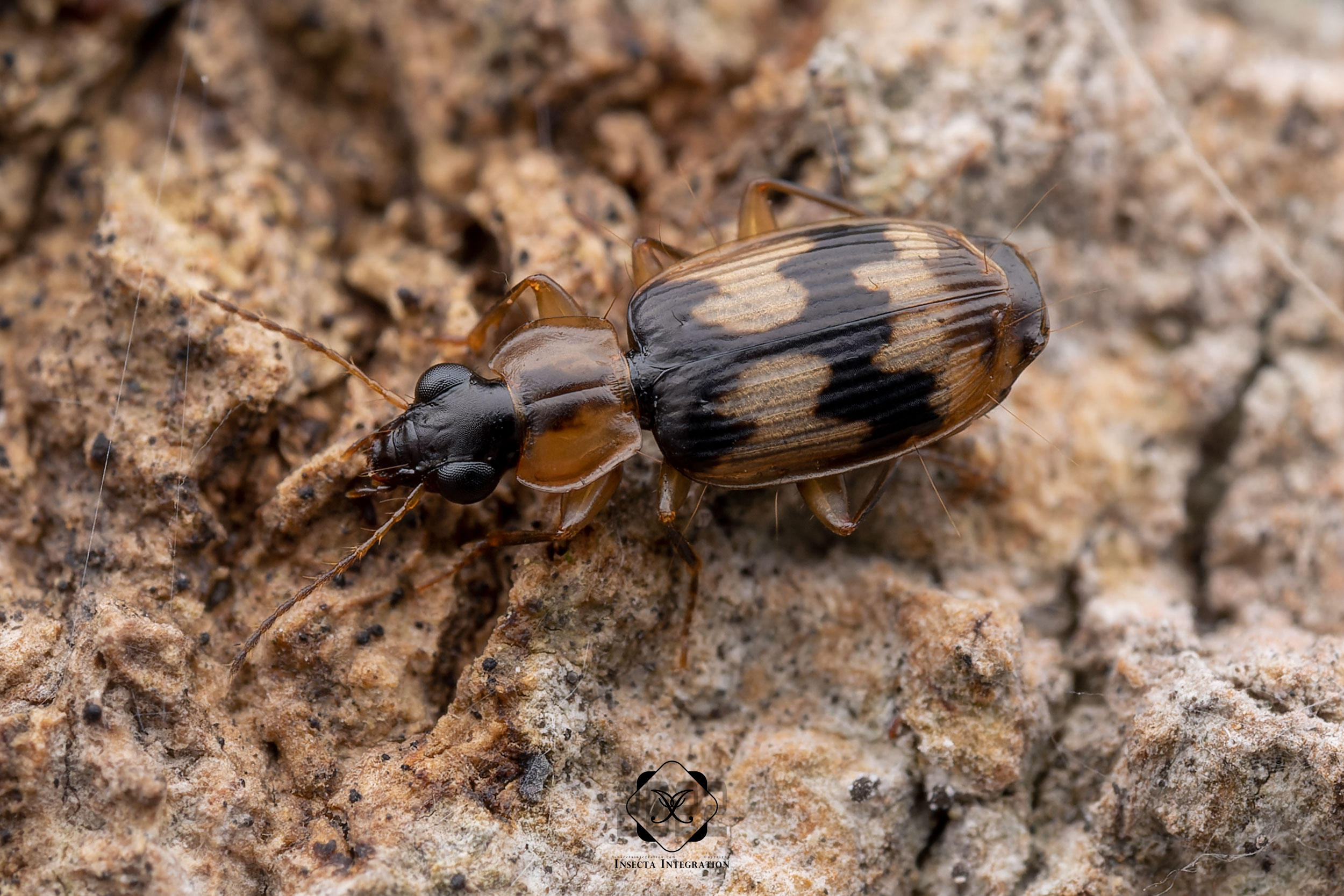 斑树皮步甲 Phloeoxena signata – IISDW