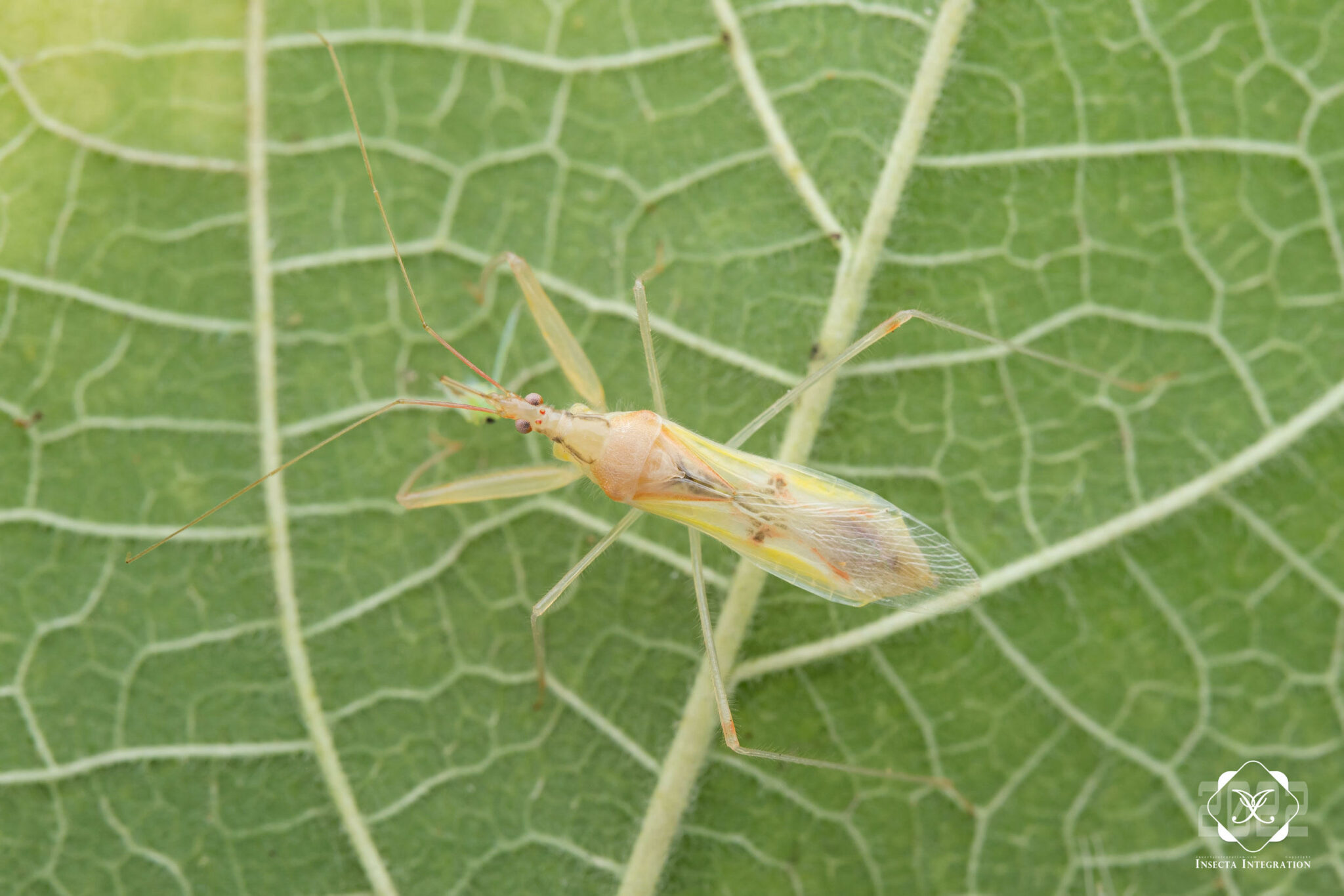 姬蝽科 Nabidae – IISDW