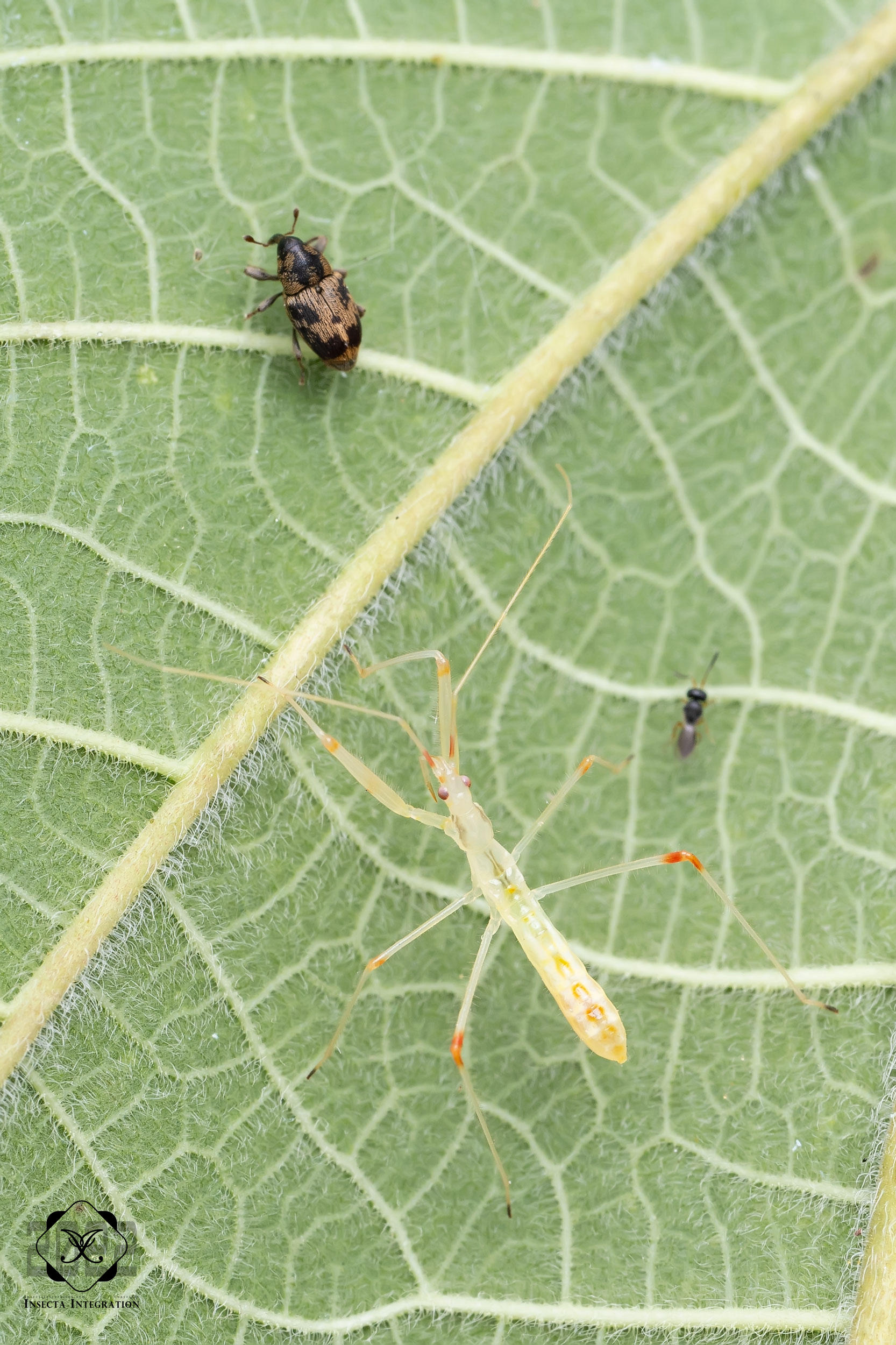 日本高姬蝽 Gorpis japonicus – IISDW