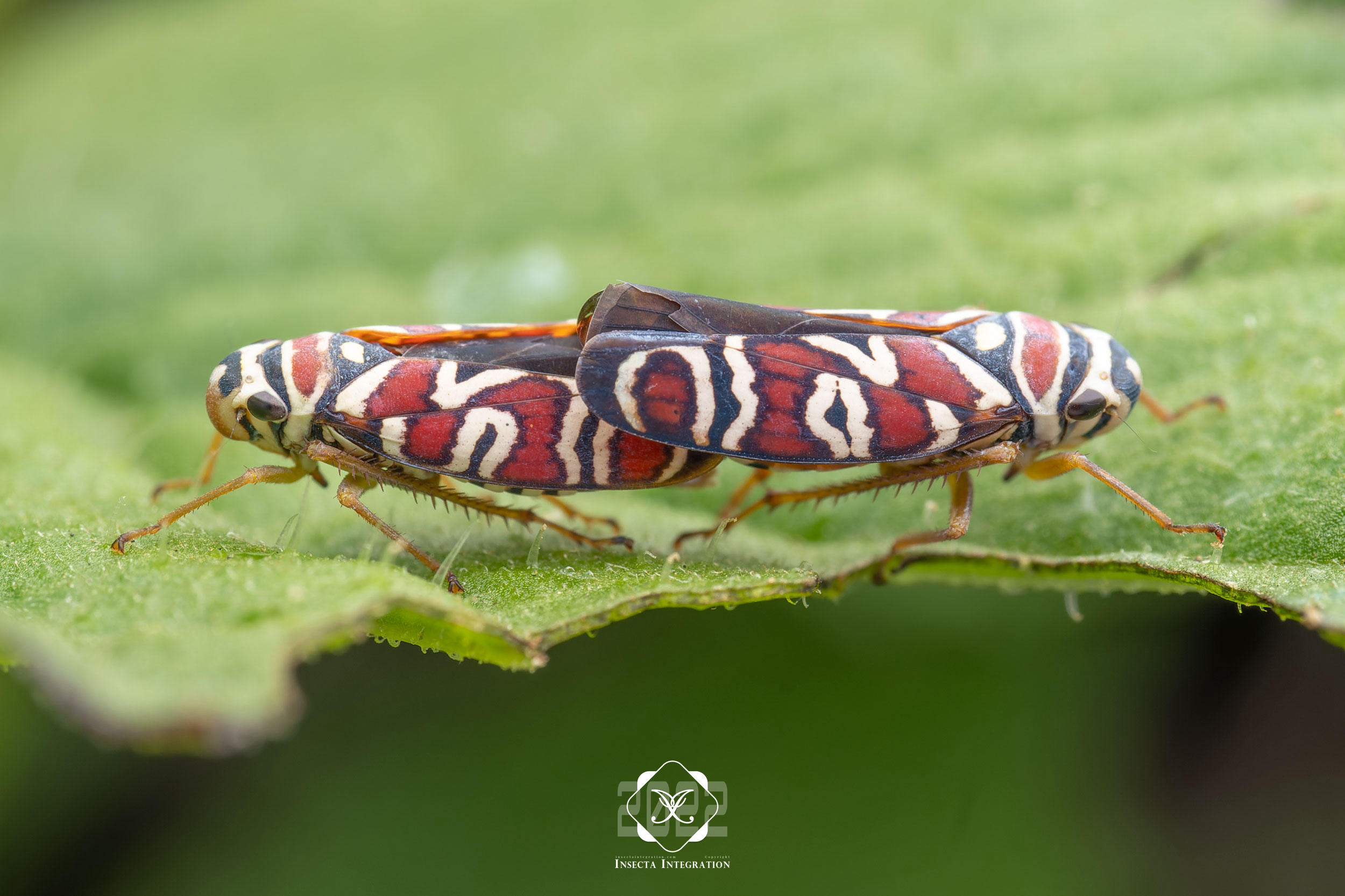 叶蝉科 Cicadellidae – IISDW