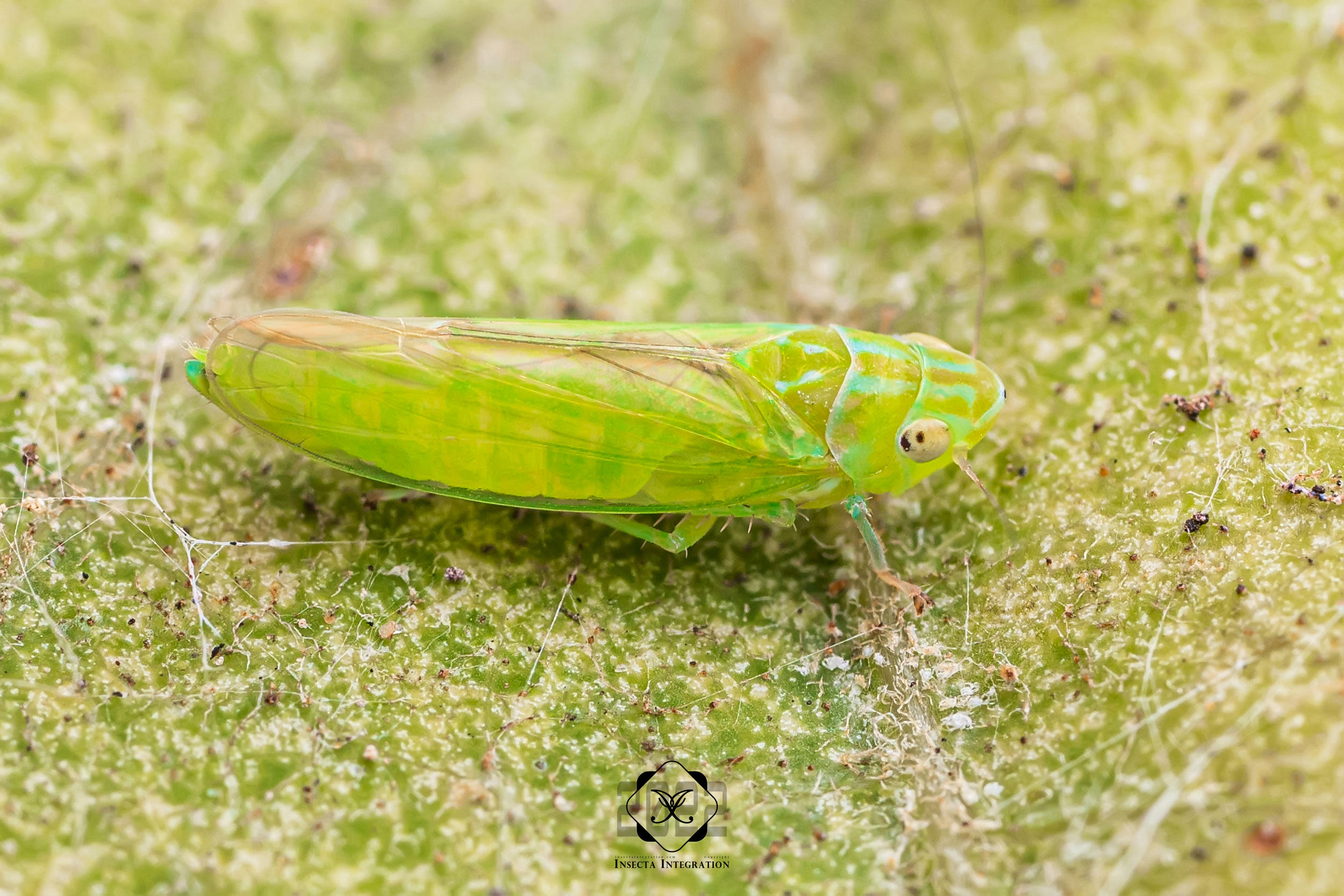 暗翅新离脉叶蝉 Neocoelidiana obscura – IISDW