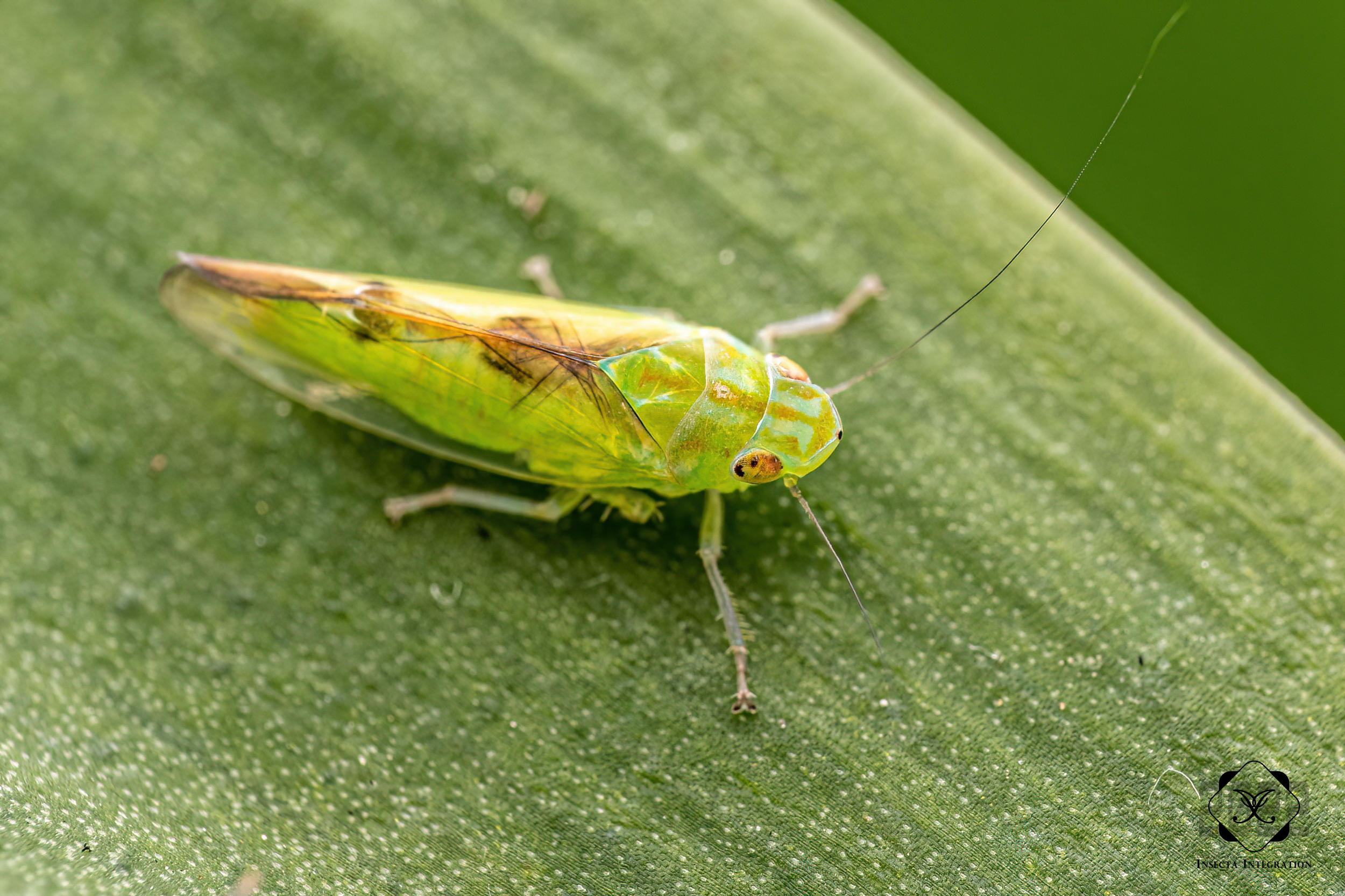 新离脉叶蝉属 Neocoelidiana – IISDW