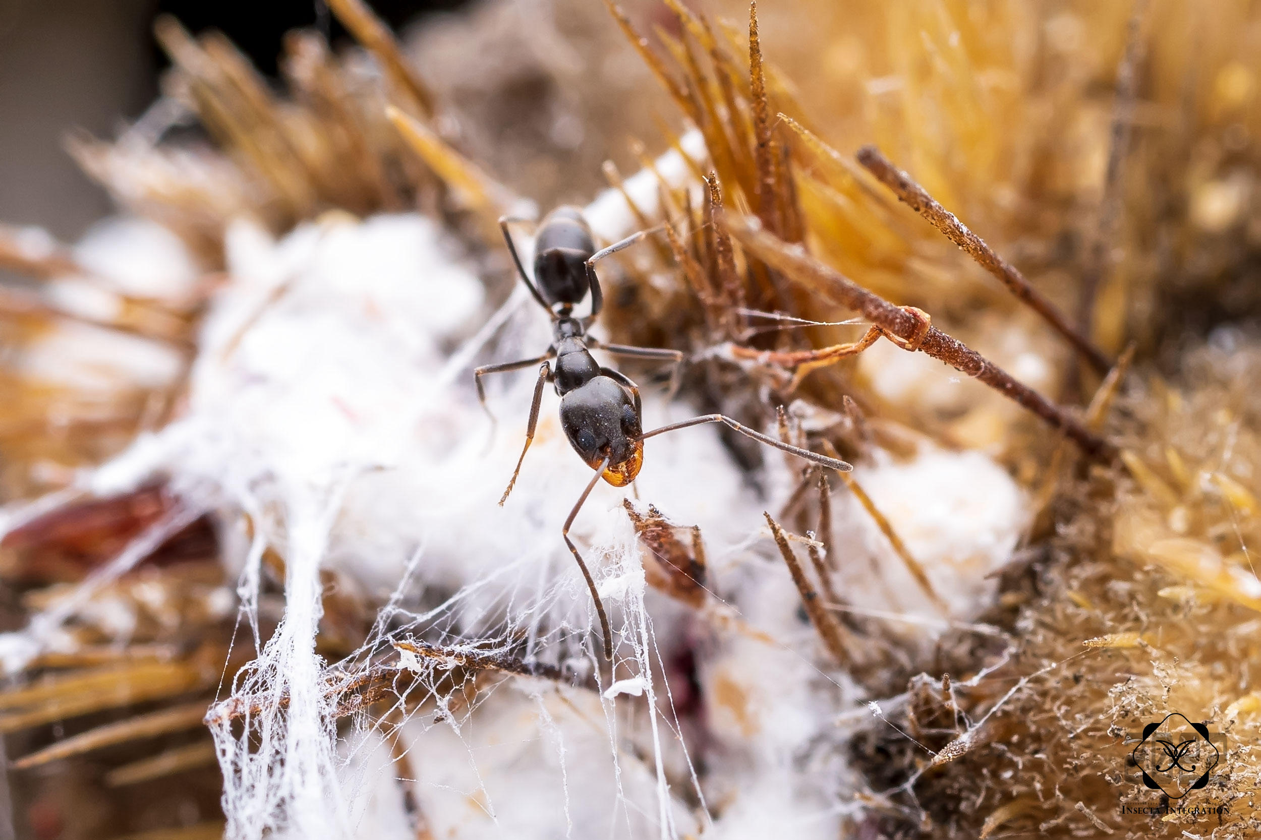 癫狂锥臭蚁 Dorymyrmex insanus – IISDW