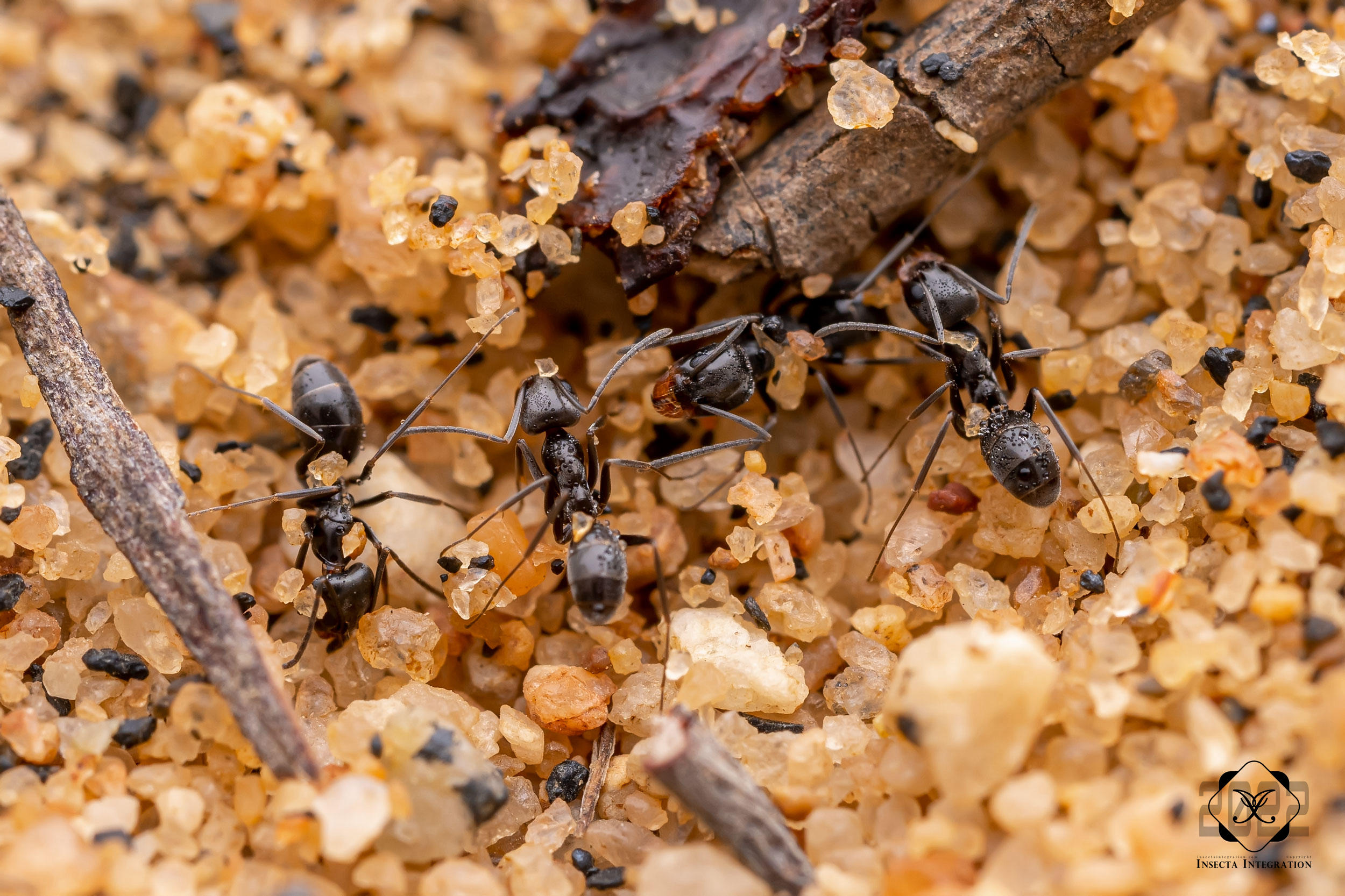 癫狂锥臭蚁 Dorymyrmex insanus – IISDW