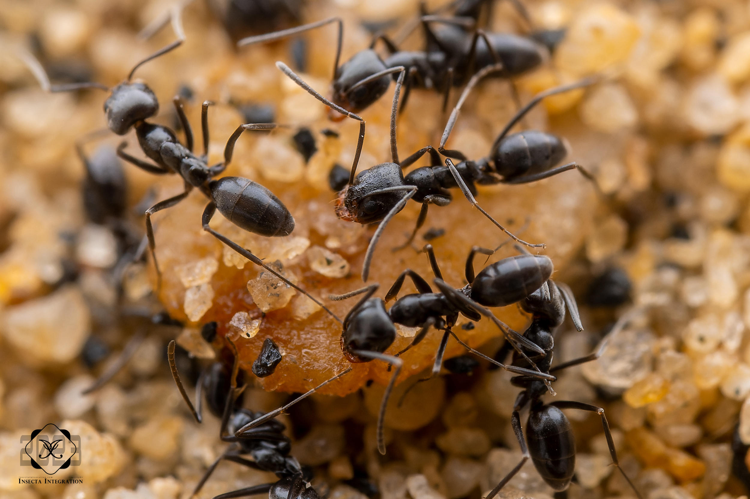 癫狂锥臭蚁 Dorymyrmex insanus – IISDW