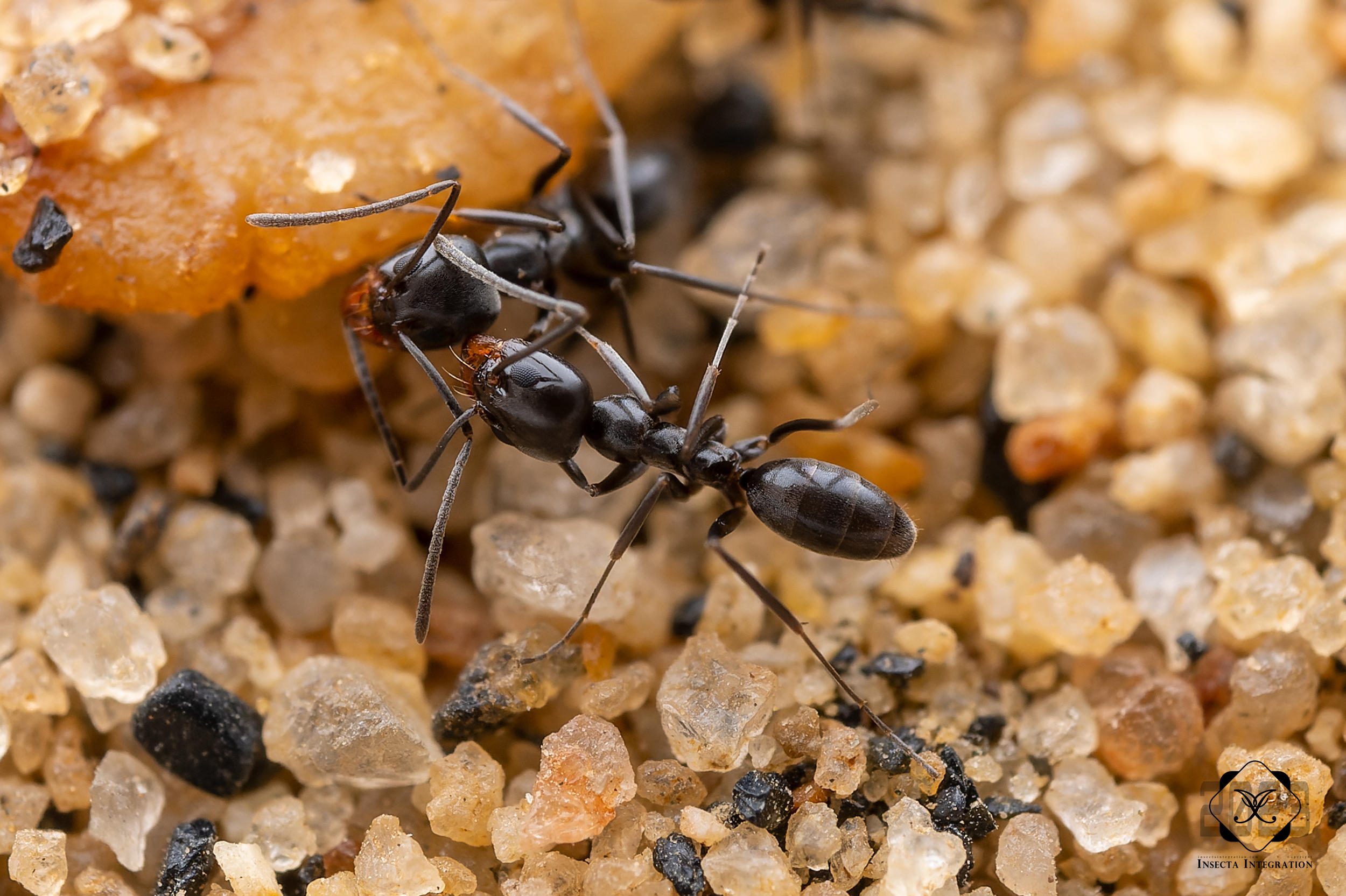 癫狂锥臭蚁 Dorymyrmex insanus – IISDW