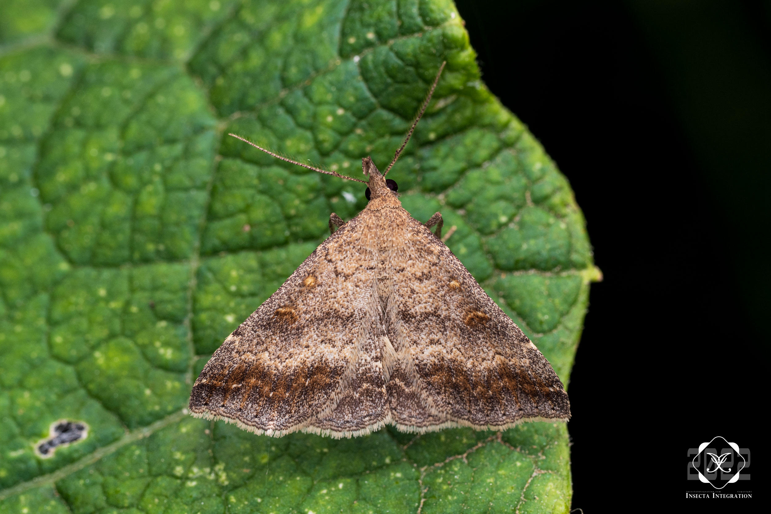 IISDW – Insecta Integration Specimen Database Website