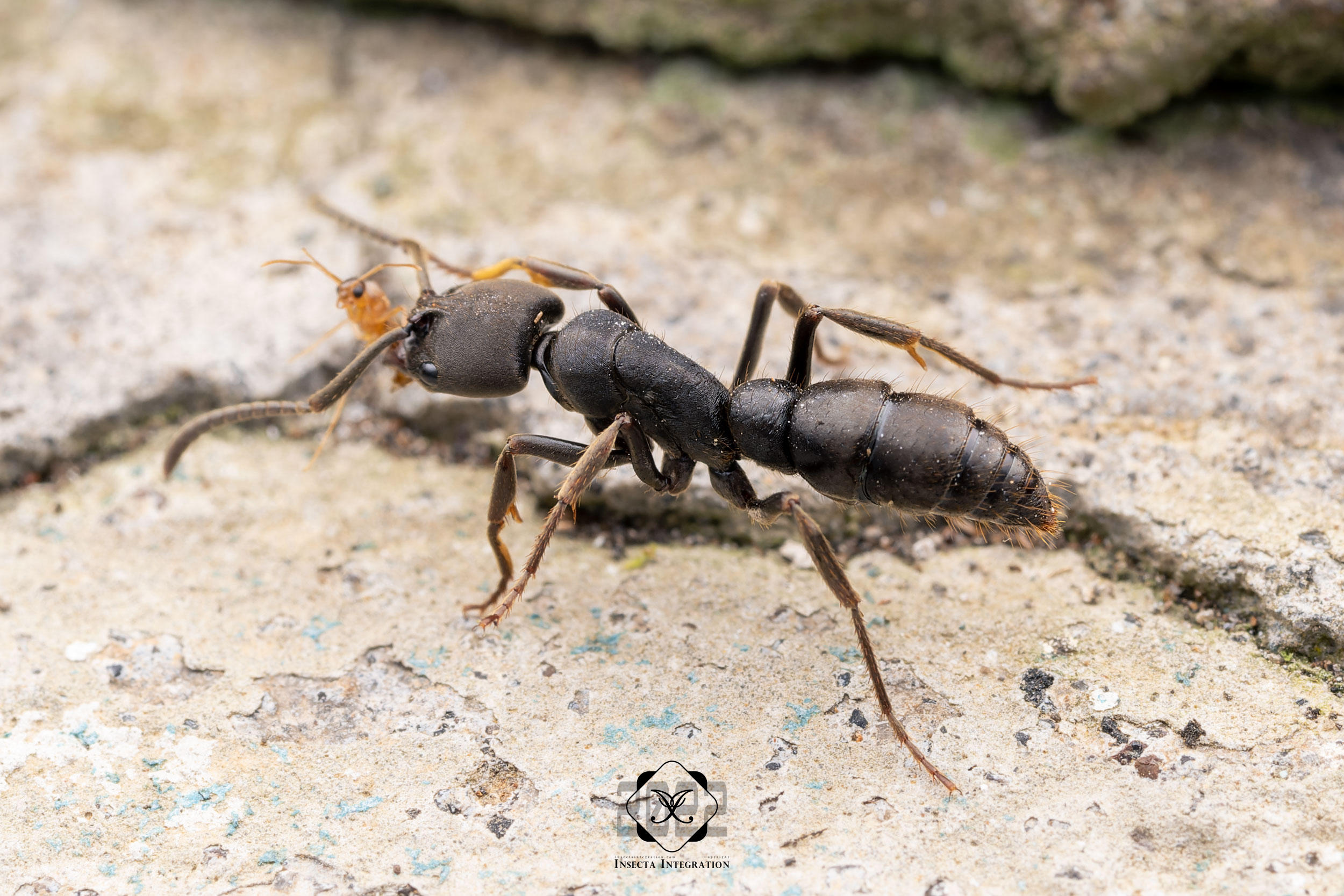 厚结猛蚁属 Pachycondyla – IISDW