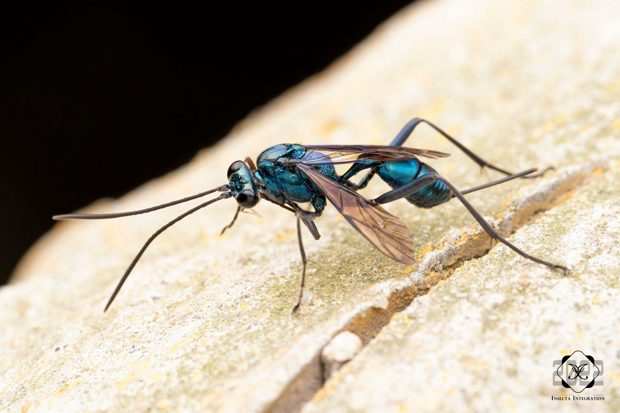 绿姬蜂属 Chlorocryptus – IISDW