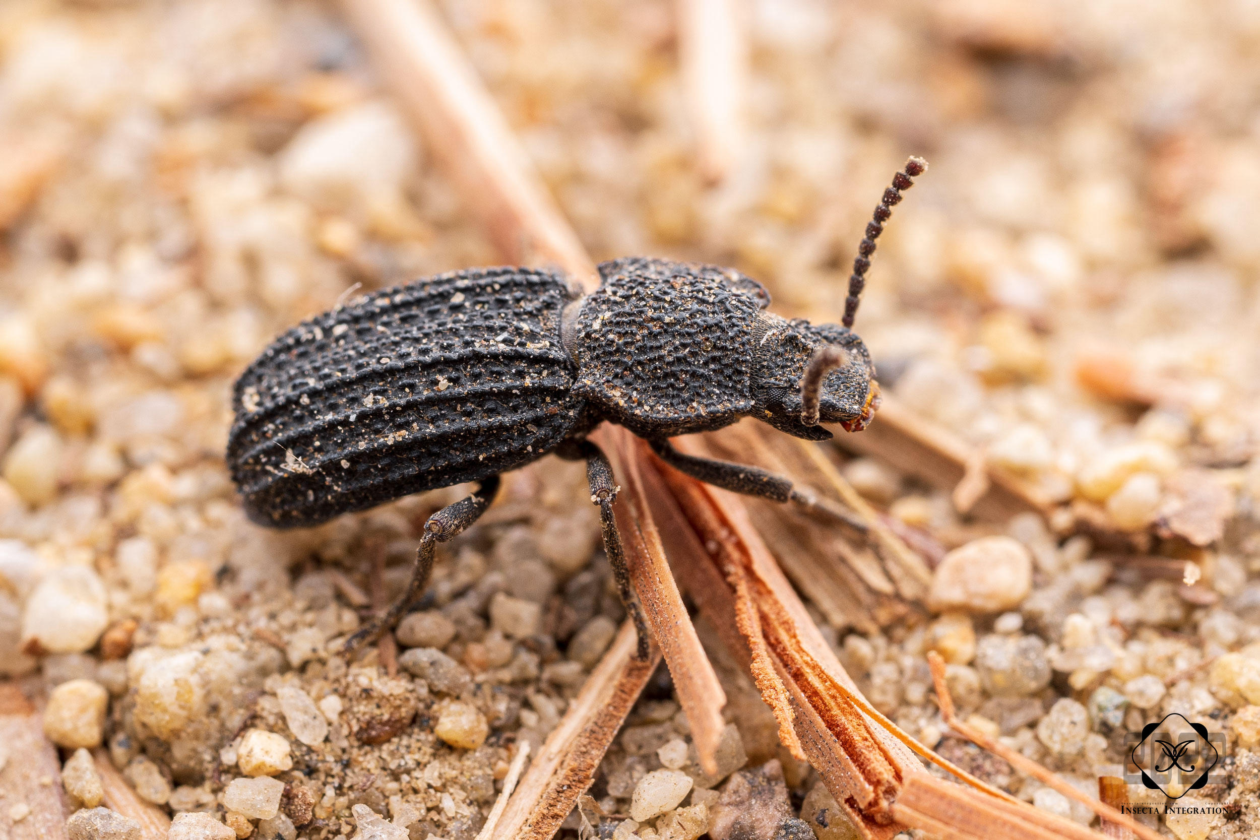 脊额板石甲 Nyctoporis carinata – IISDW