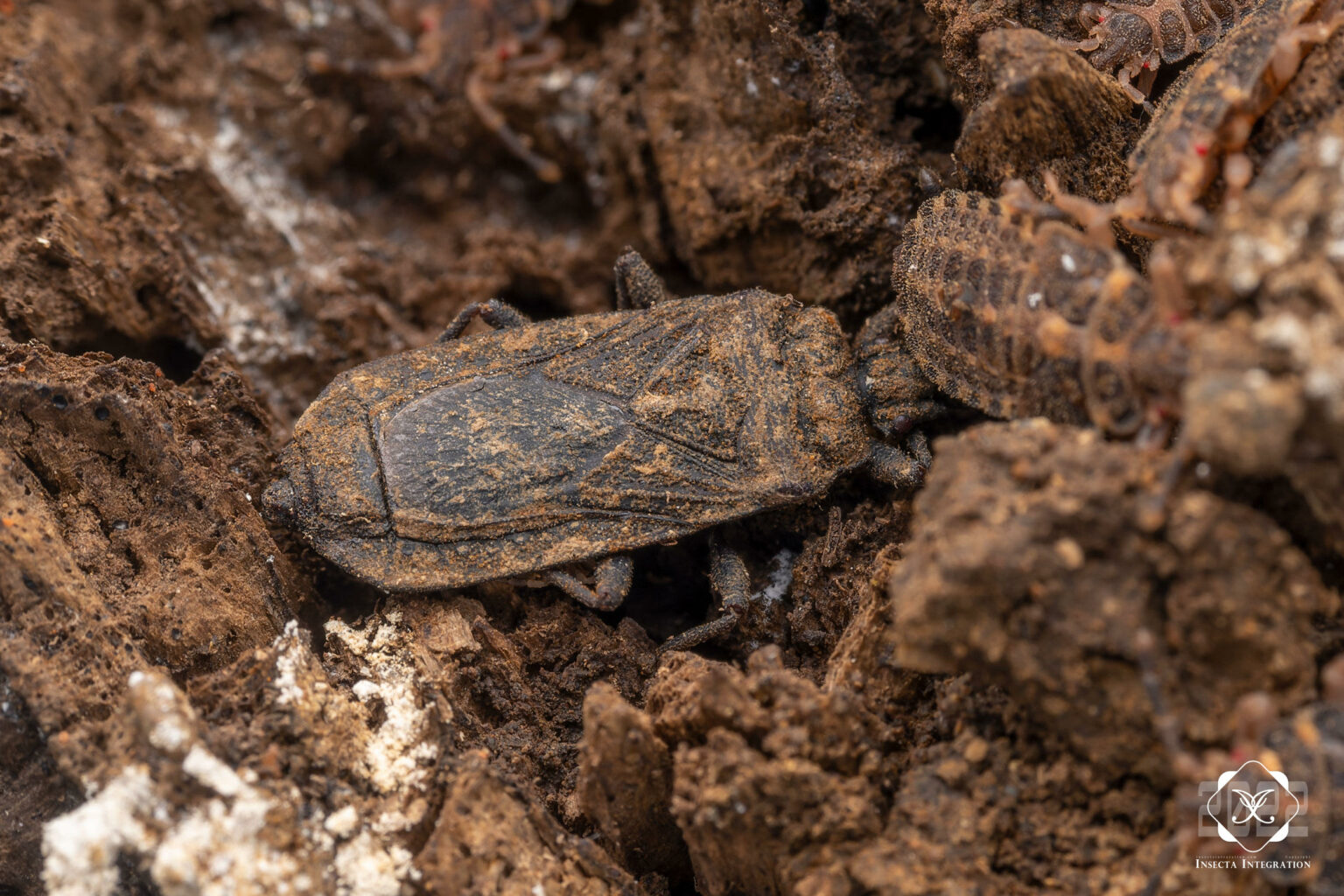 Indo-Malayan Realm (东洋界) – IISDW