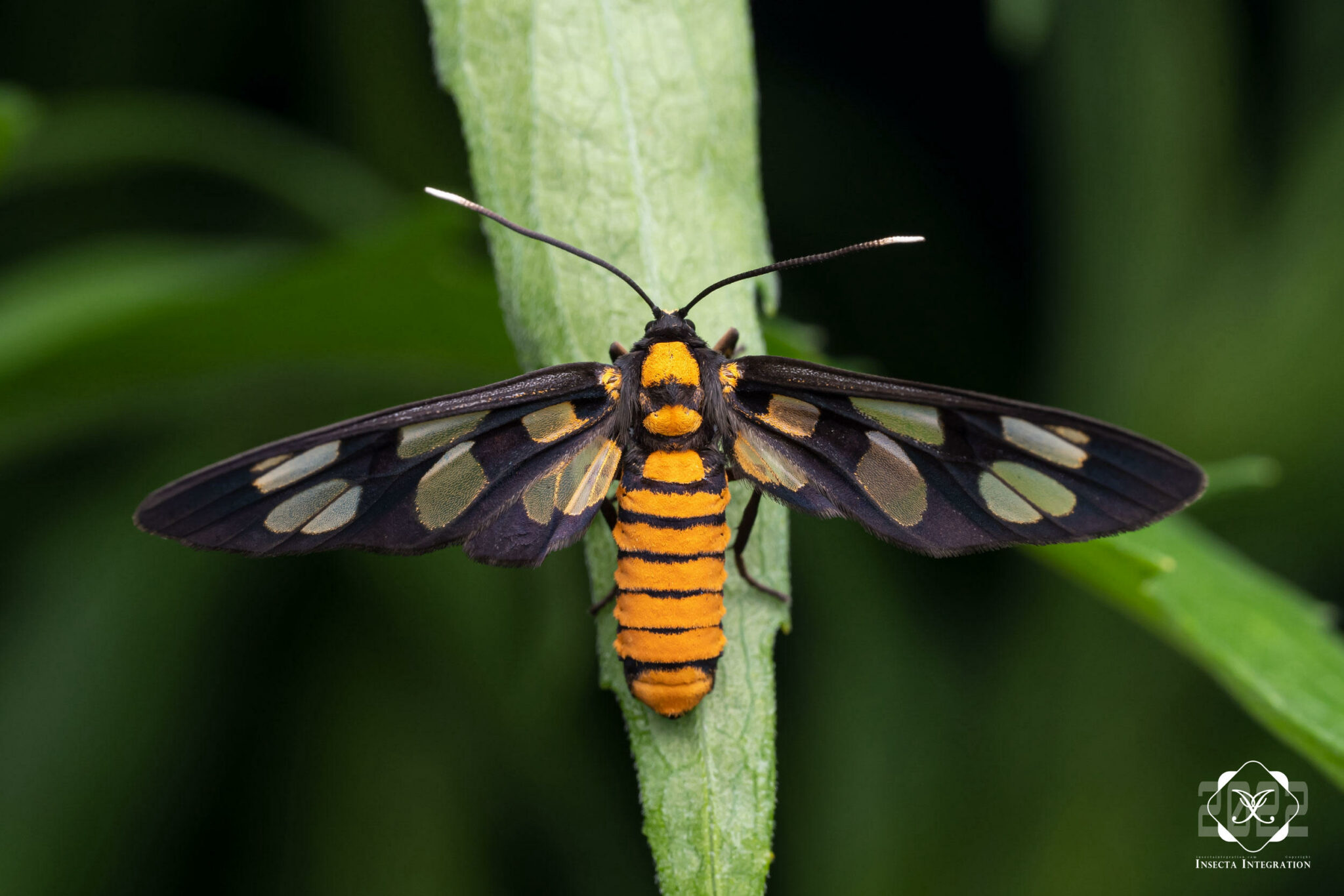 鹿蛾属 Amata – IISDW