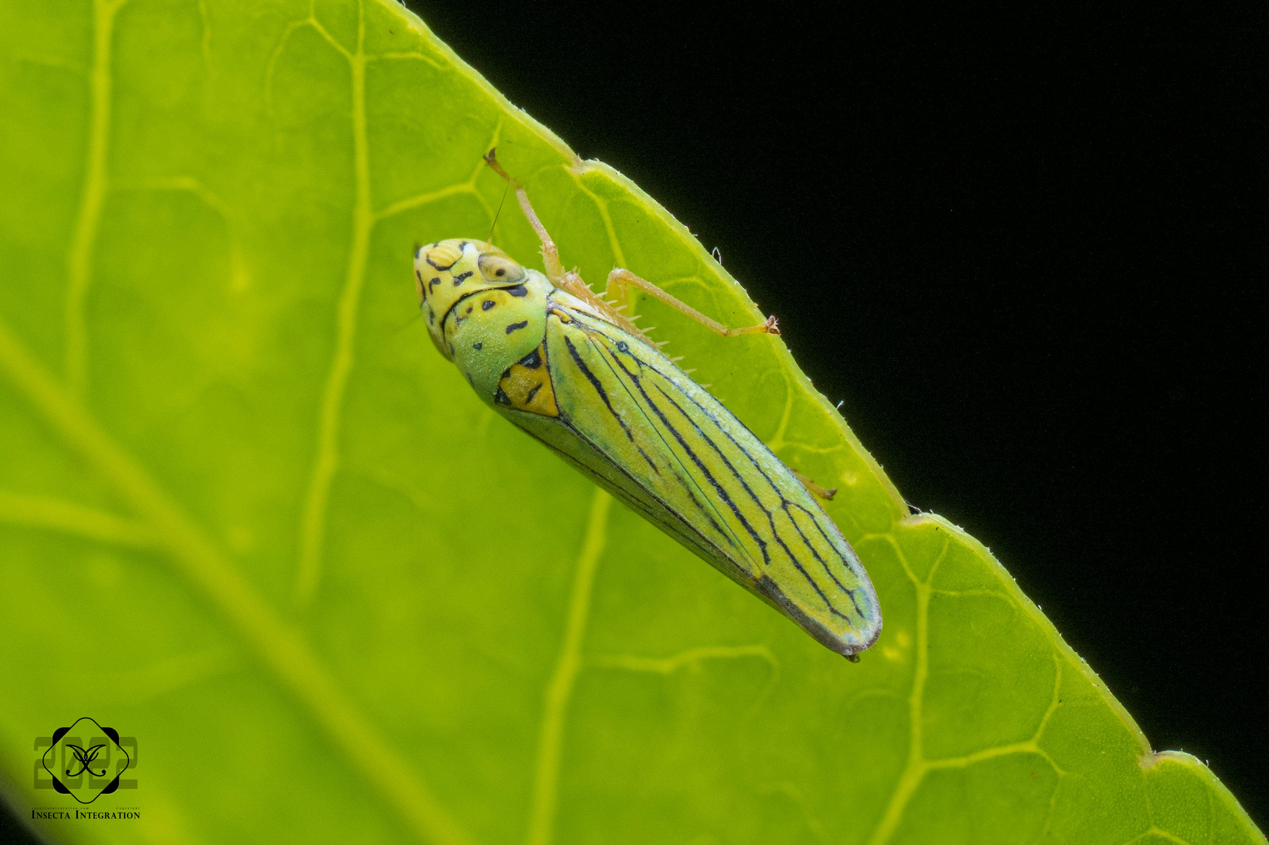 黑点雕叶蝉 Graphocephala atropunctata – IISDW