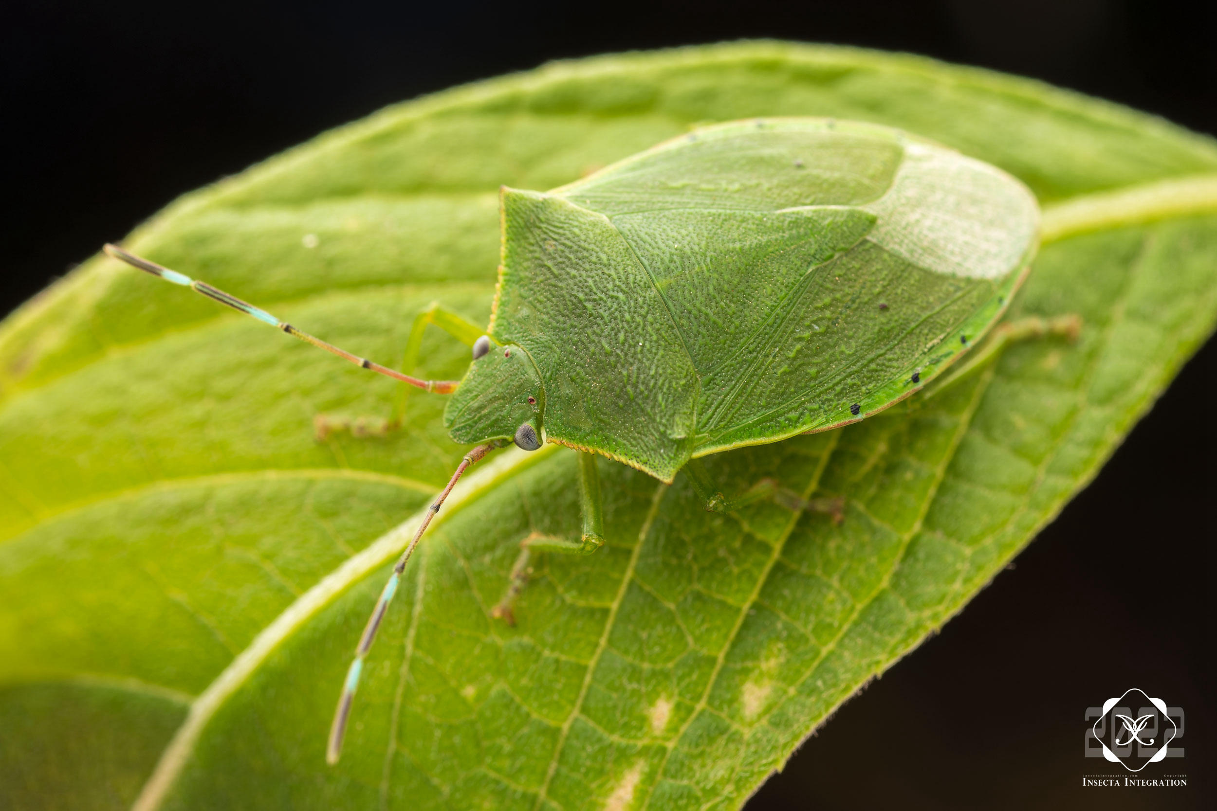 IISDW – Insecta Integration Specimen Database Website