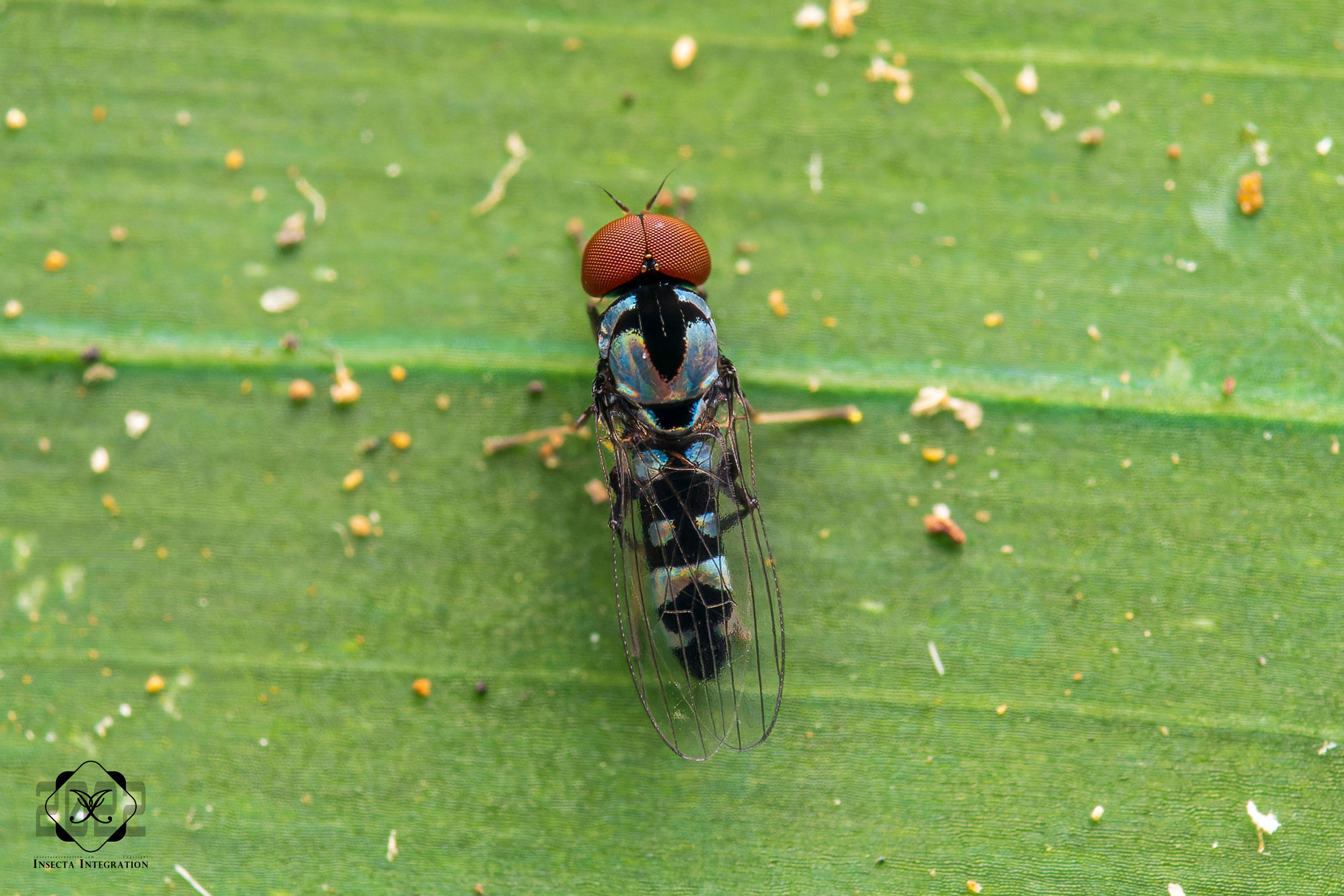 亮胸扁足蝇 Bertamyia notata – IISDW