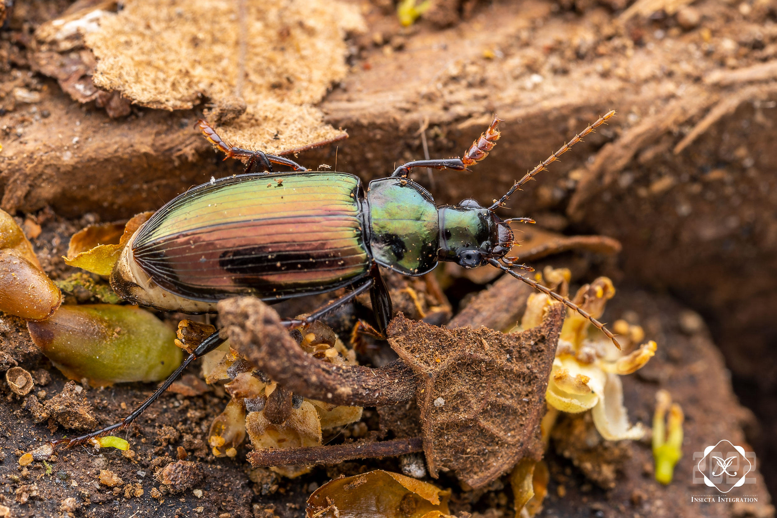 诺步甲属 Notiobia – IISDW