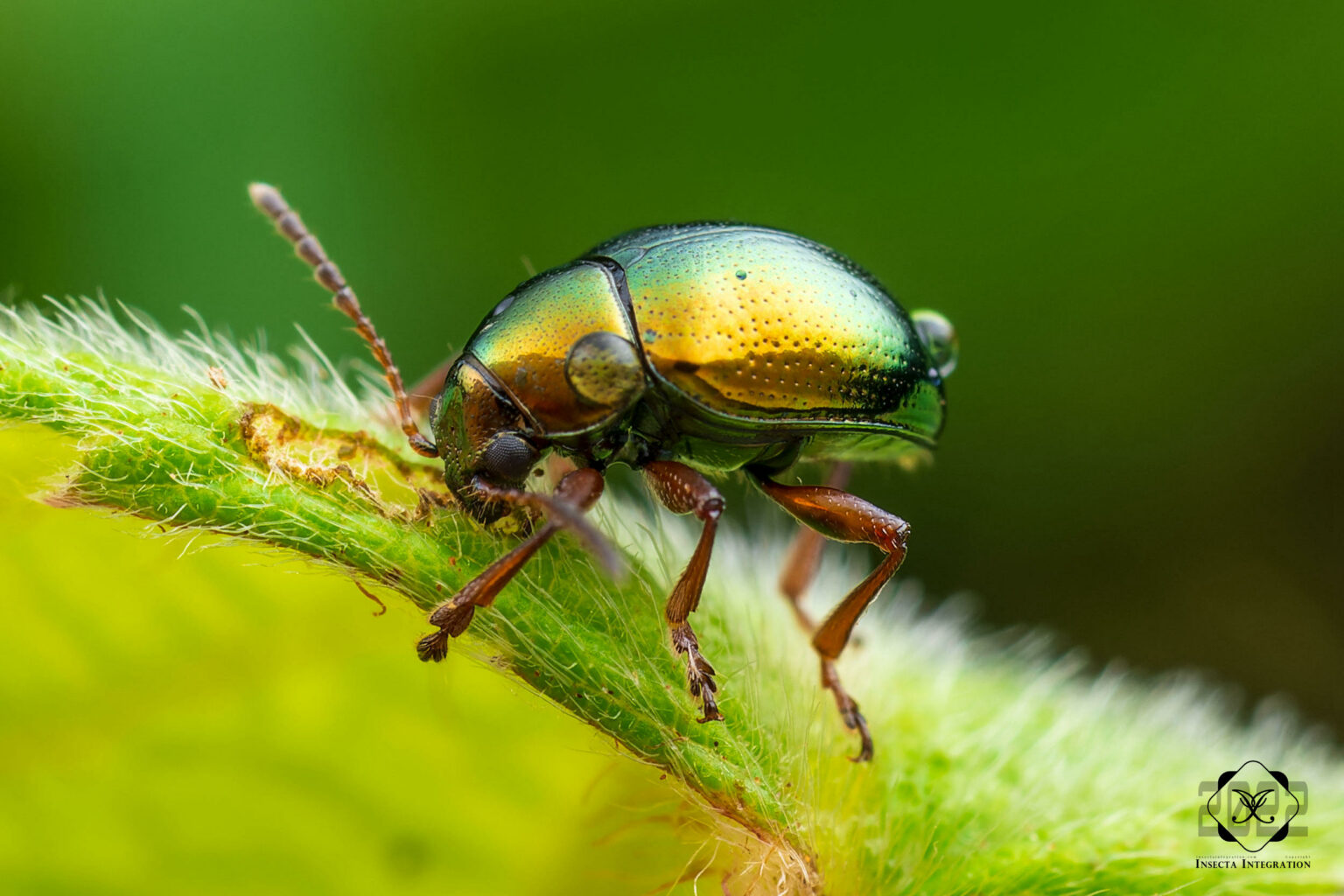 叶甲科 Chrysomelidae – IISDW