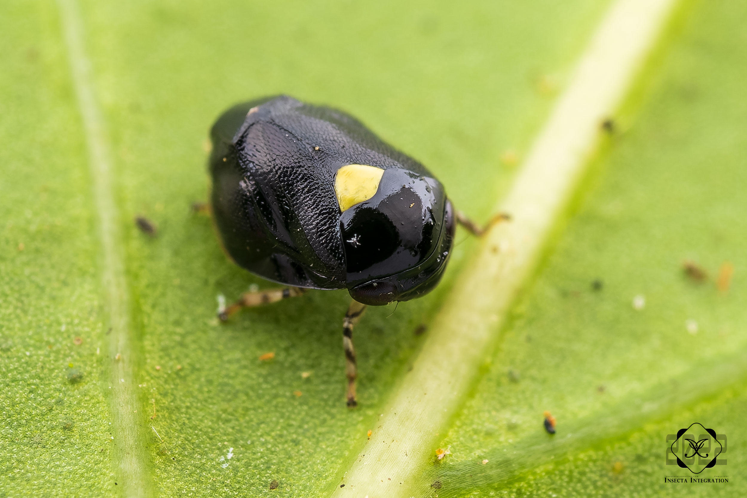 长盾沫蝉属 Clastoptera – IISDW