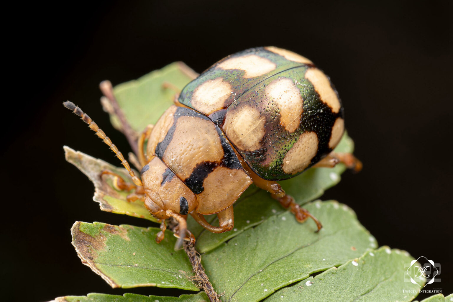 叶甲科 Chrysomelidae – IISDW