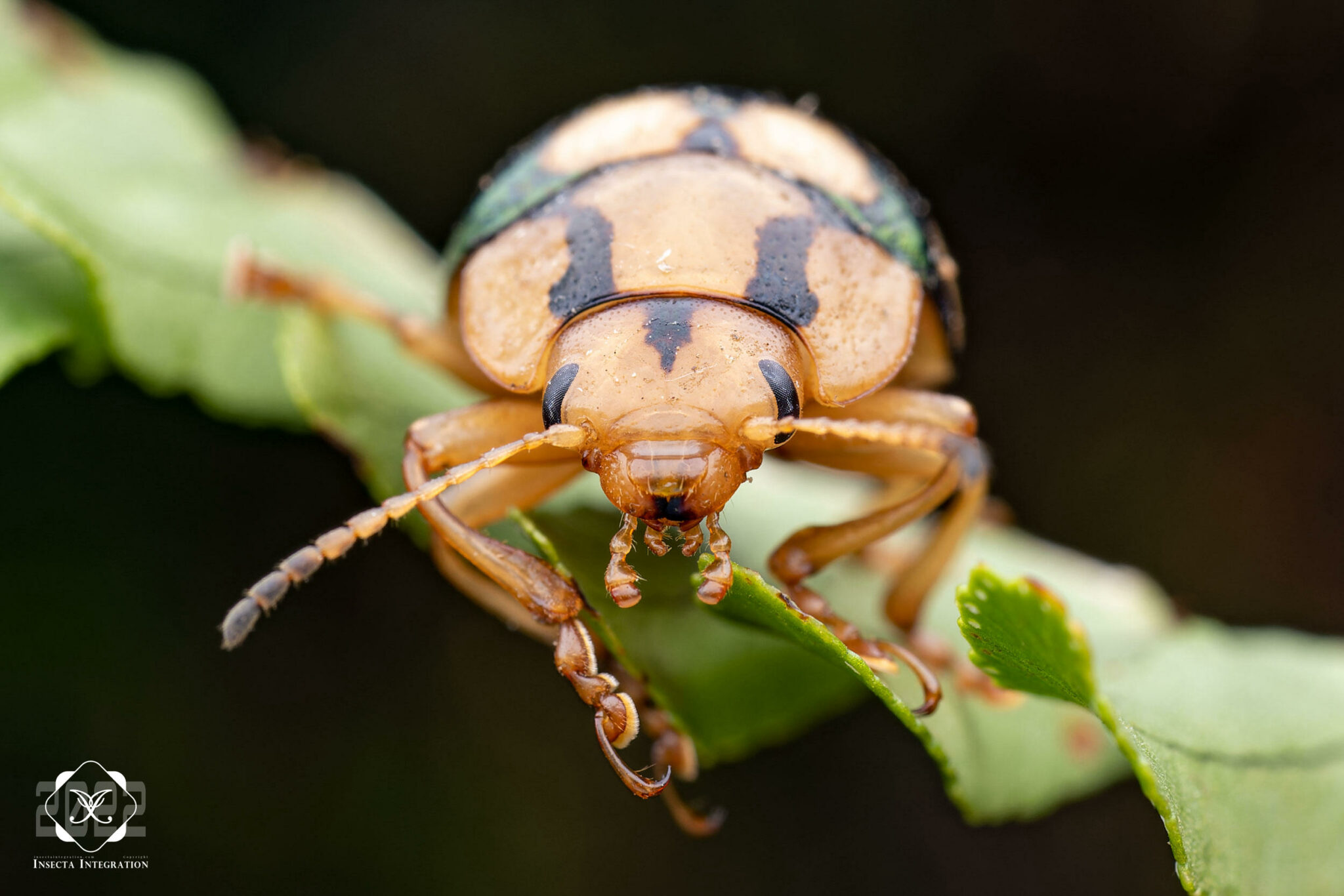 【逆转蒙特韦尔德·一】行动代号 – IISDW