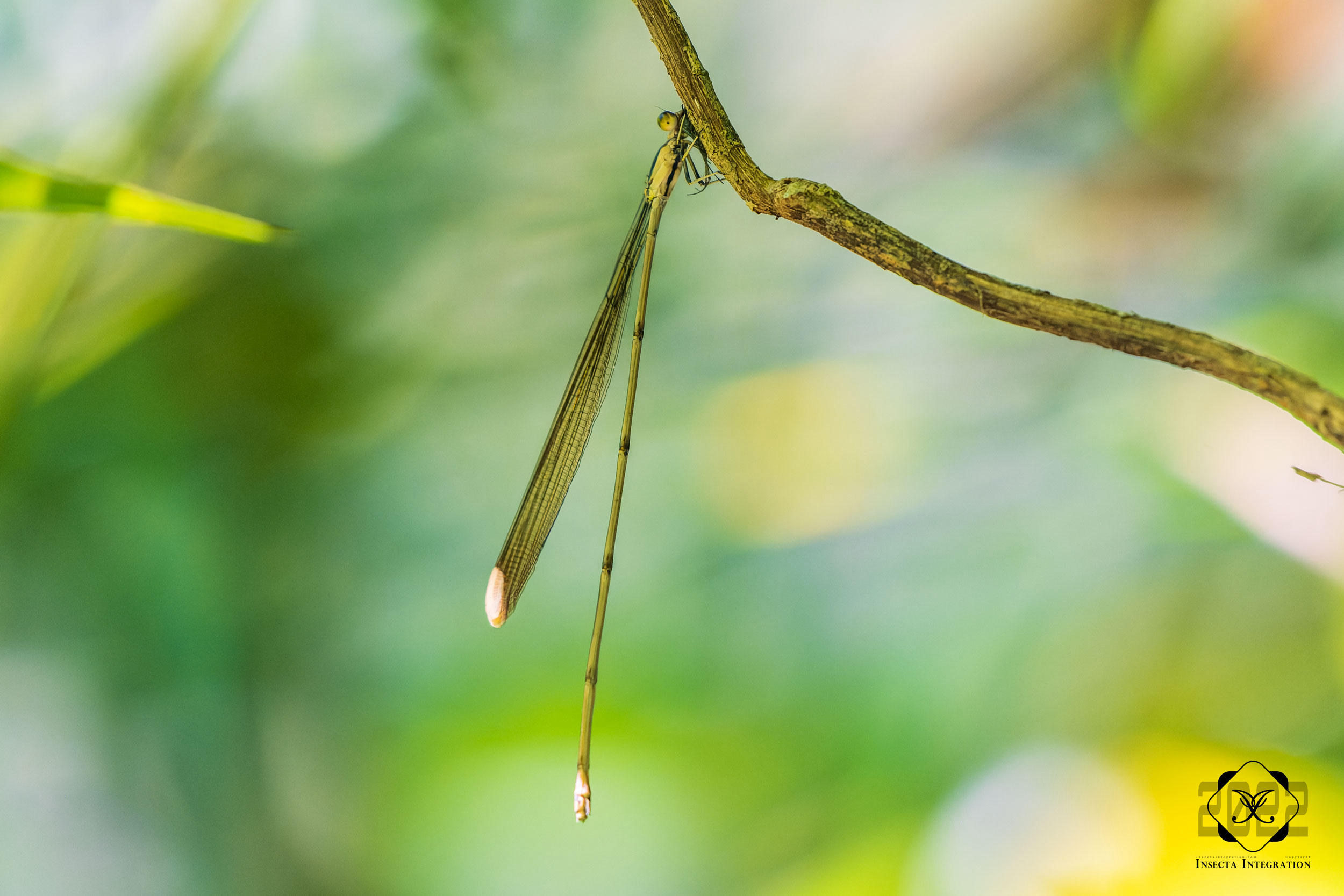 华丽巨蟌 Mecistogaster ornata – IISDW