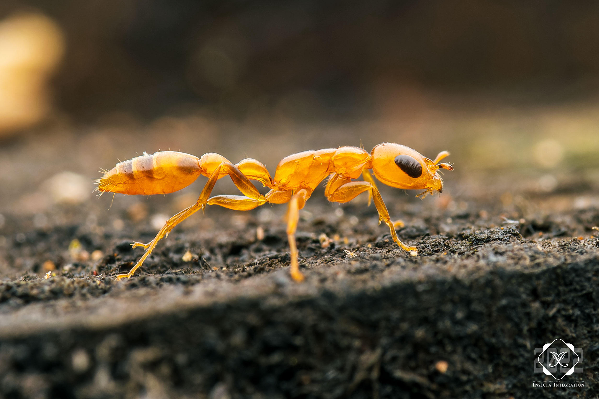 单伪切叶蚁 Pseudomyrmex simplex – IISDW