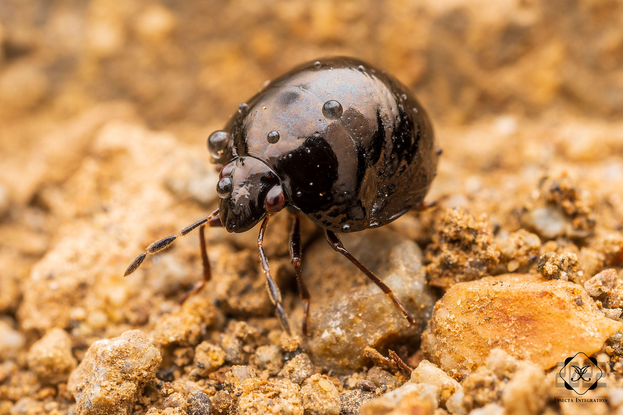 印球蝽 Canopus impressus – IISDW