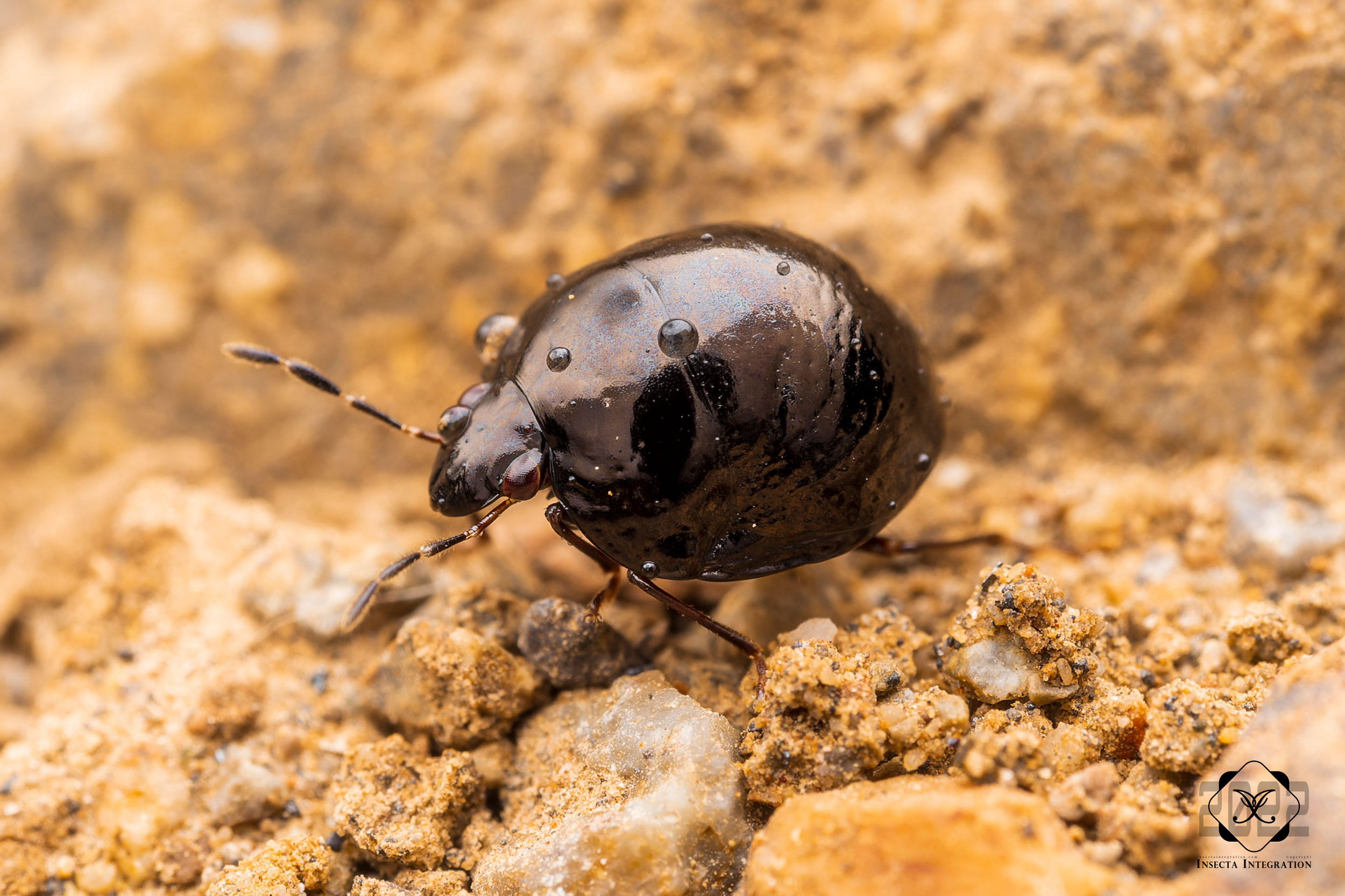 印球蝽 Canopus impressus – IISDW